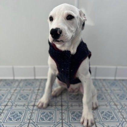 Dog for adoption - Drake, a Mixed Breed in Denver, CO | Petfinder