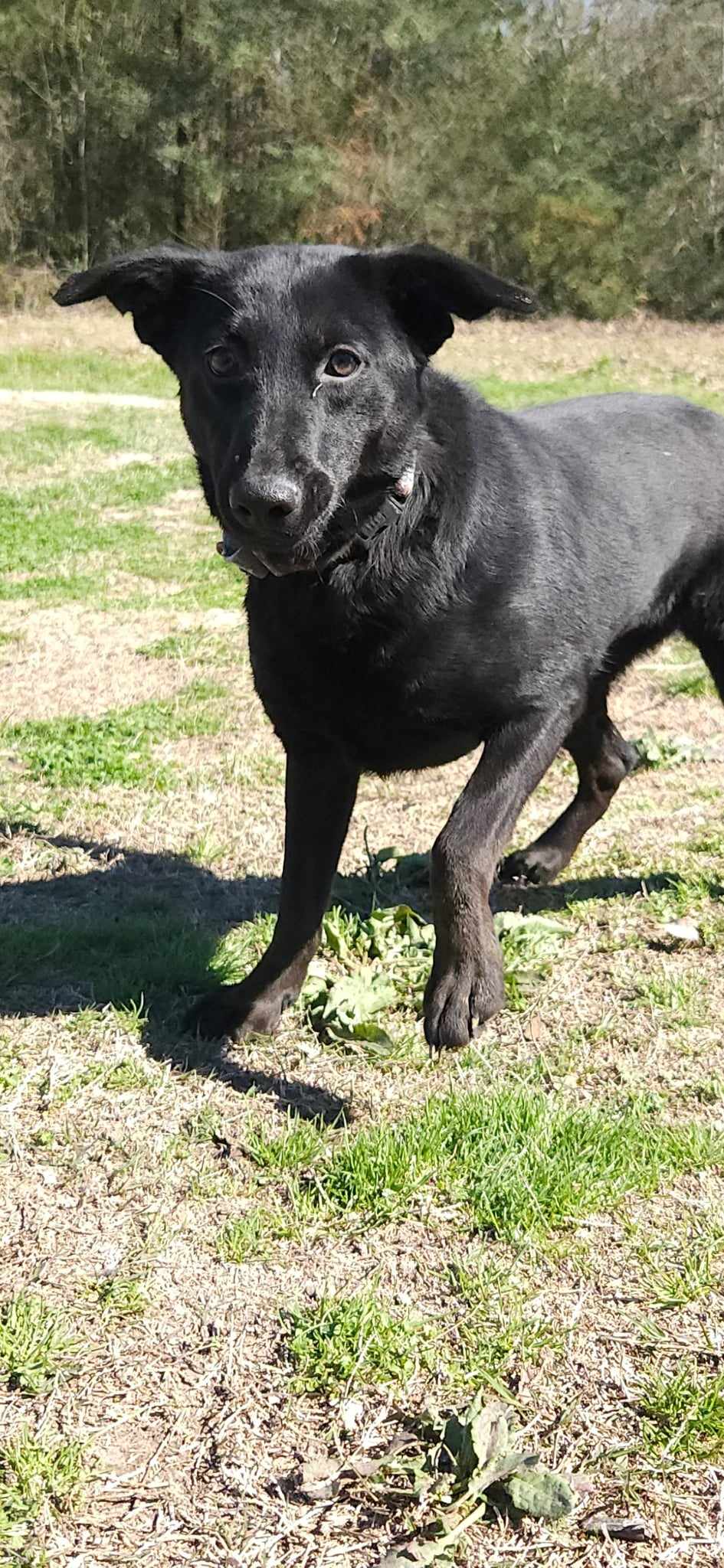 Dog for adoption - Stella Marie, a Black Labrador Retriever & Black and ...