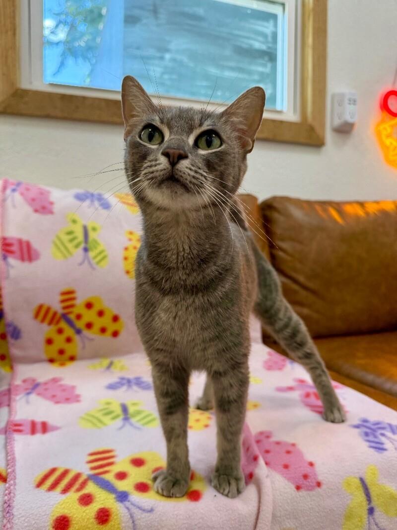 Cat for adoption - Peaches and Cream Dessert, a Domestic Short Hair Mix in Delta, BC | Petfinder