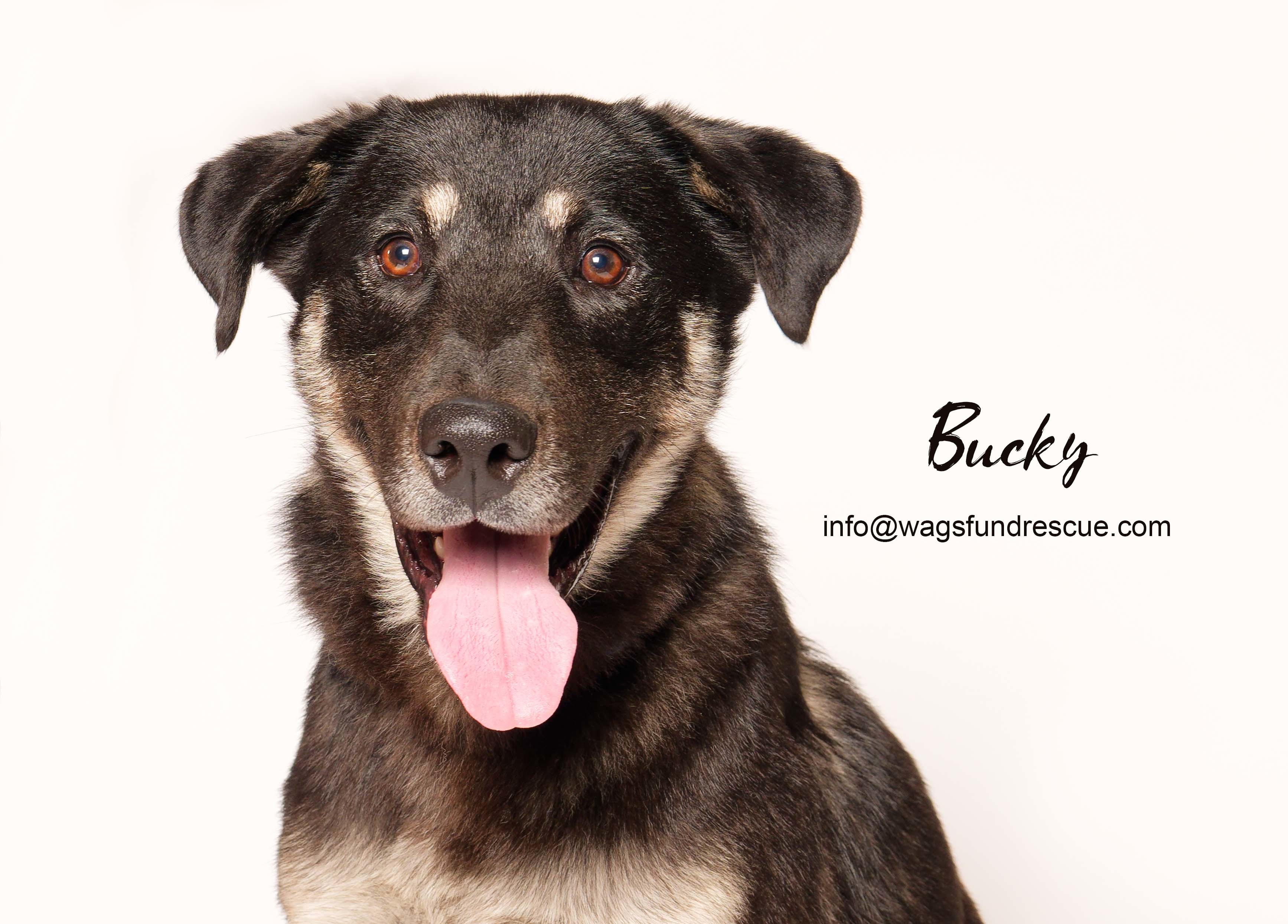 Dog for adoption - Bucky, a German Shepherd Dog & Shepherd Mix in ...