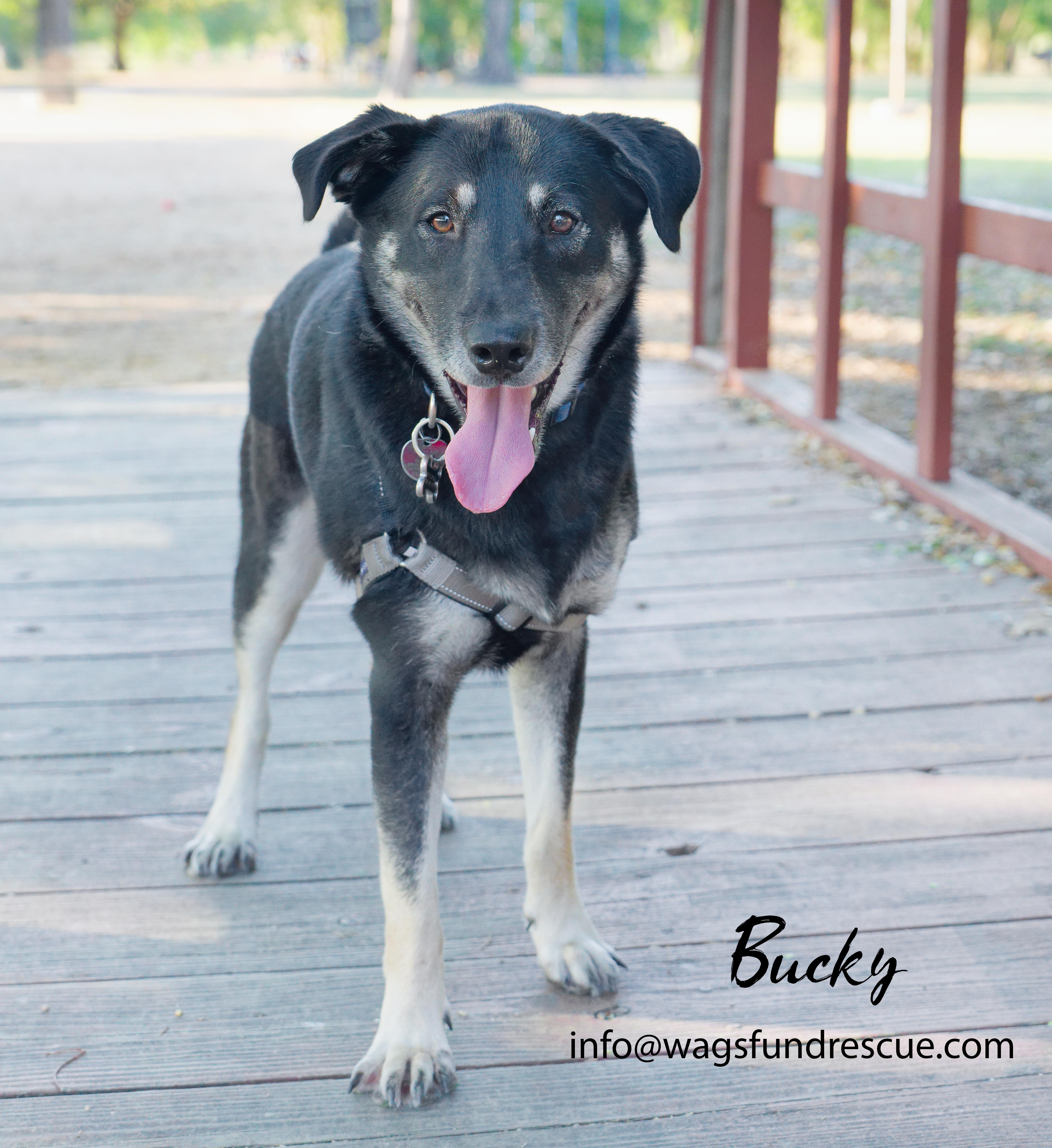 Dog for adoption - Bucky, a German Shepherd Dog & Shepherd Mix in ...