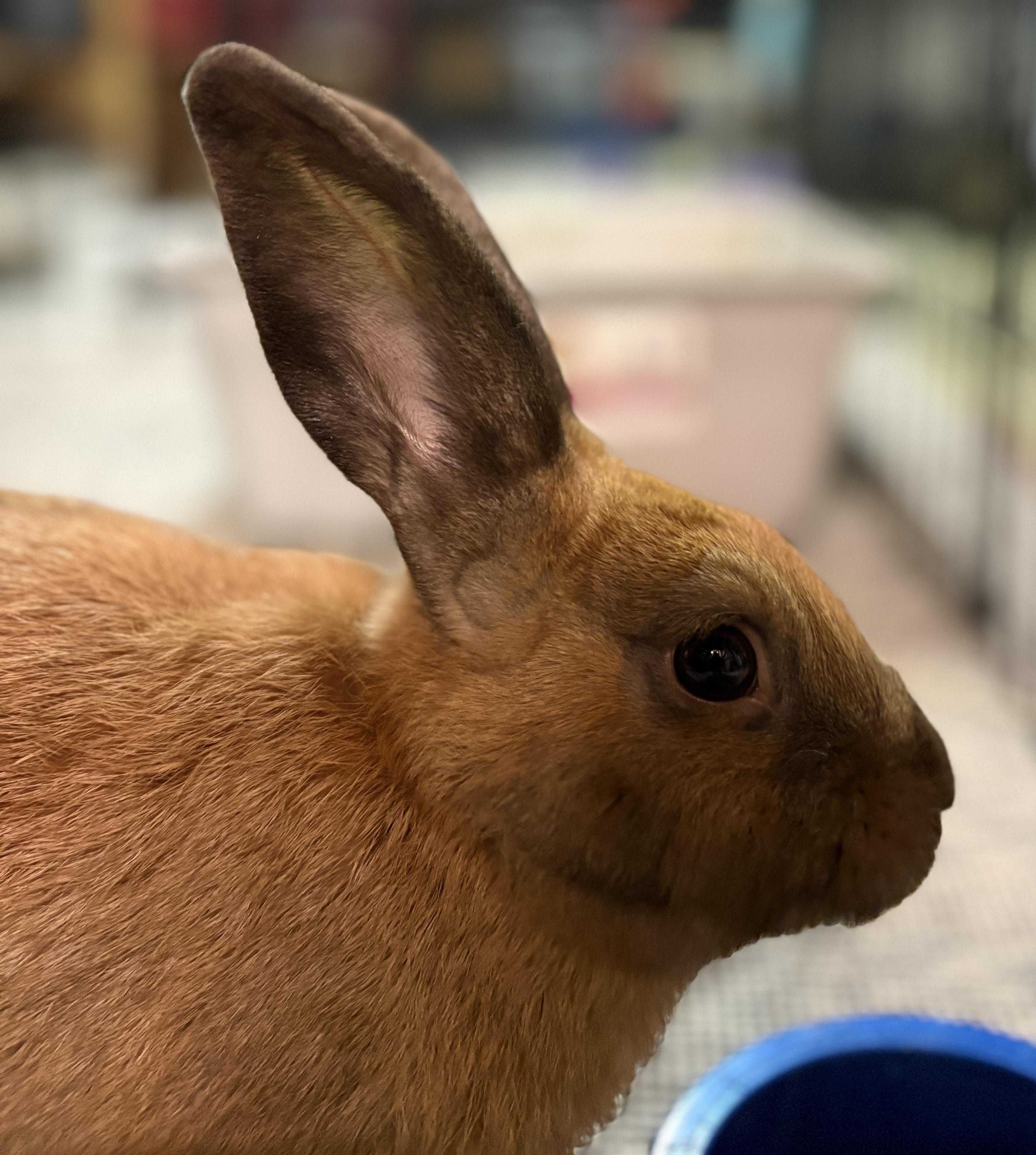 Rabbit for adoption - Red, a Bunny Rabbit Mix in Chapin, SC | Petfinder