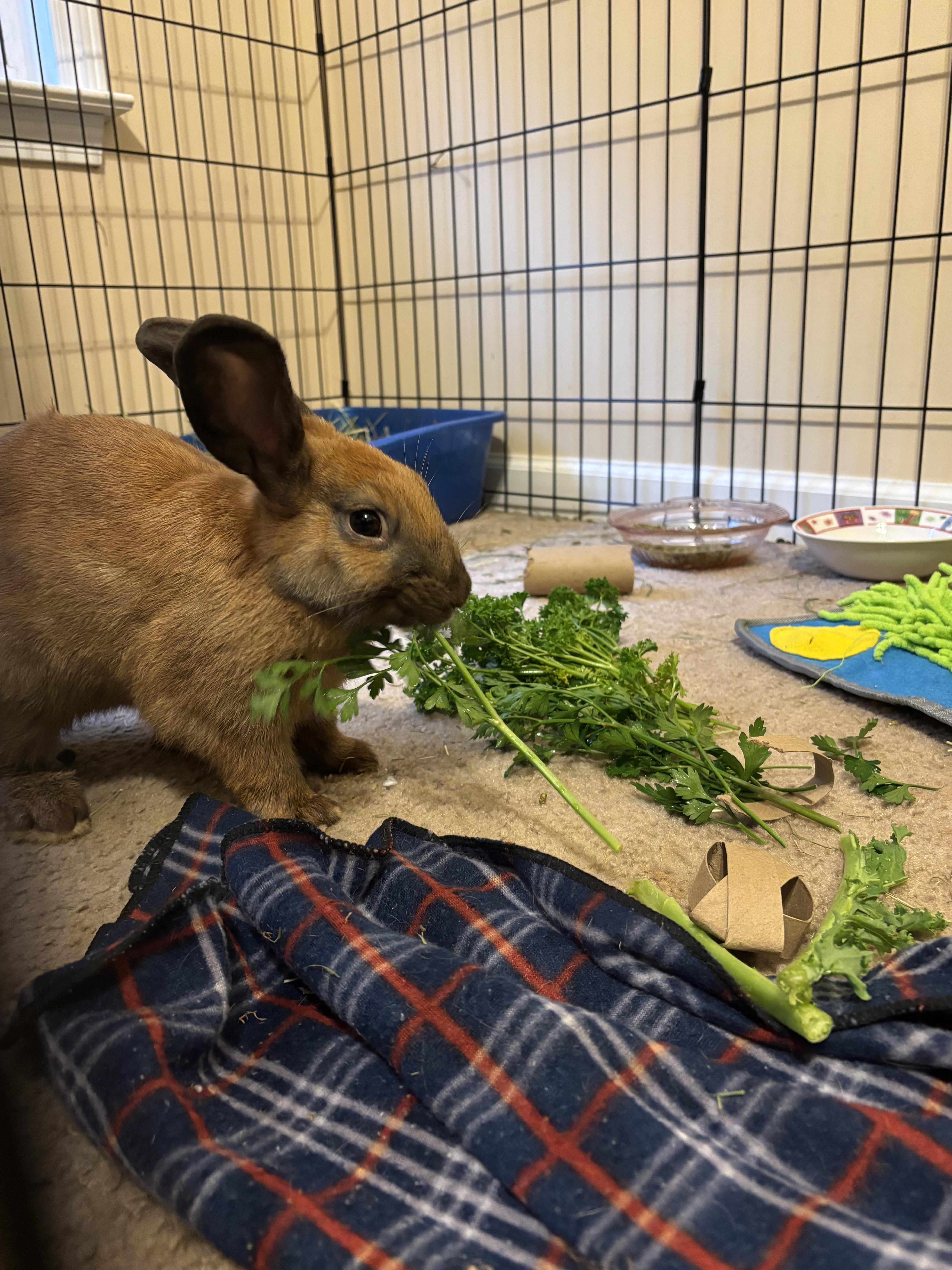 Rabbit for adoption - Red, a Bunny Rabbit Mix in Chapin, SC | Petfinder