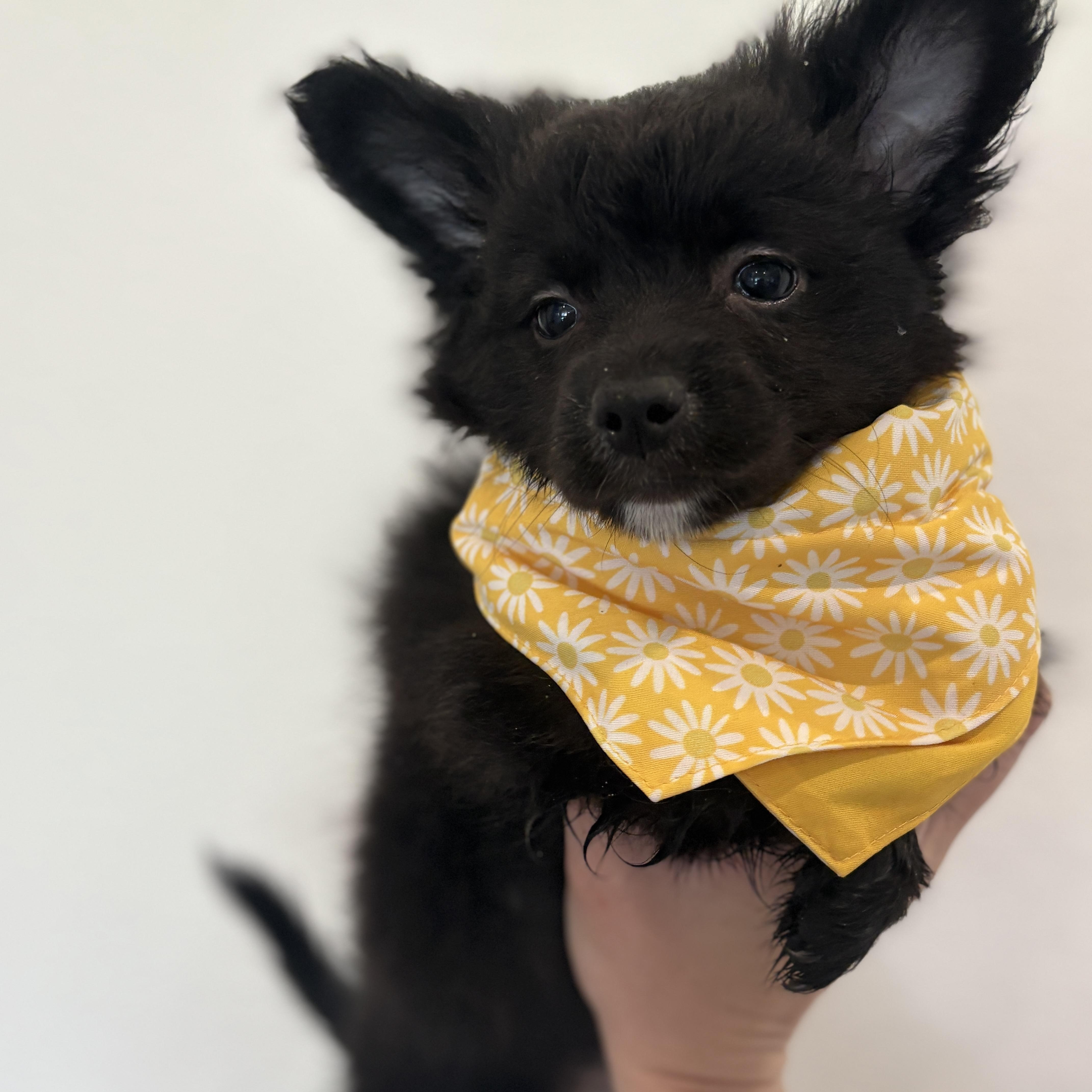 Dog for adoption - Velma, a Rat Terrier & Pomapoo Mix in Fort Worth, TX ...