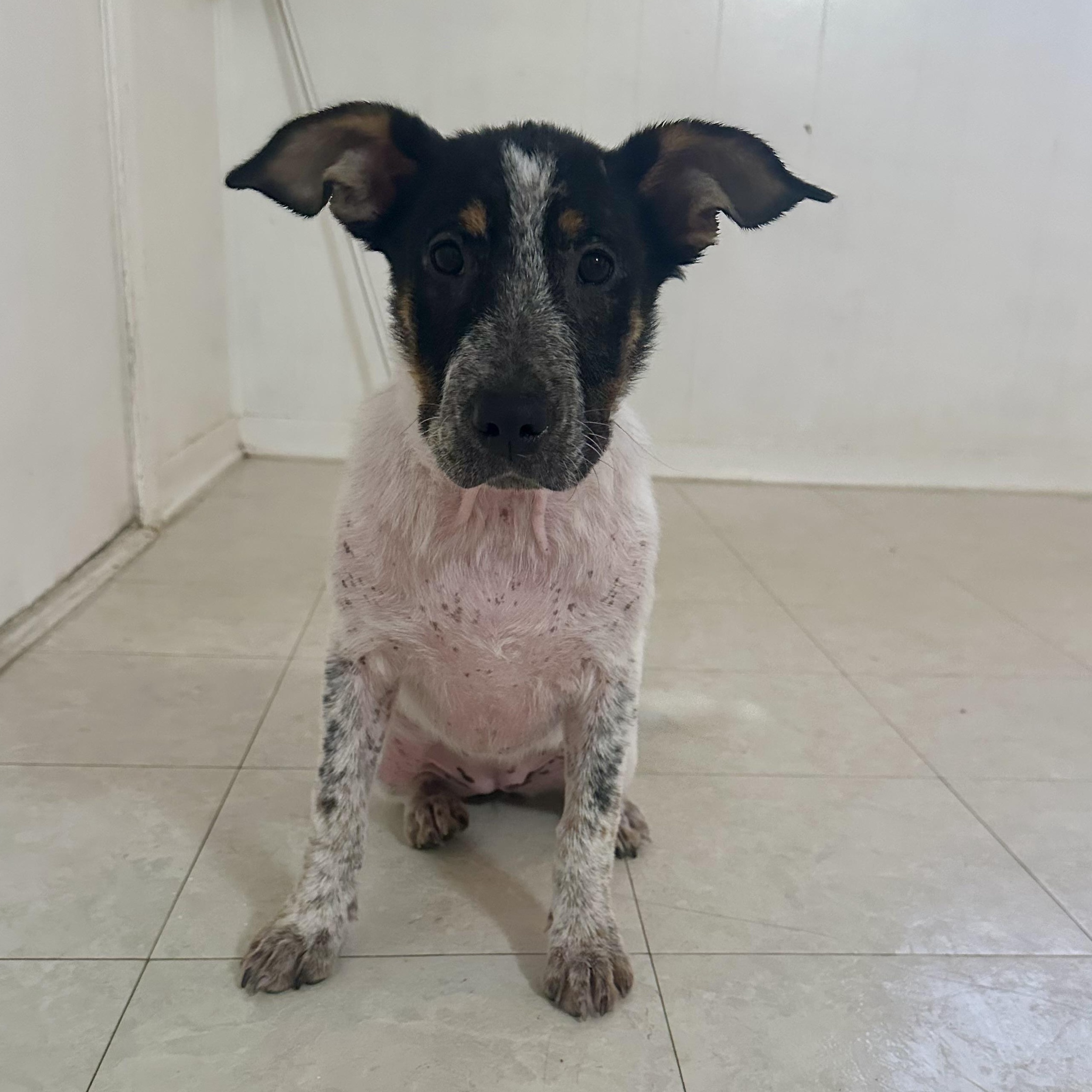 Dog for adoption - Oreo, a Bluetick Coonhound & Terrier Mix in Staten ...