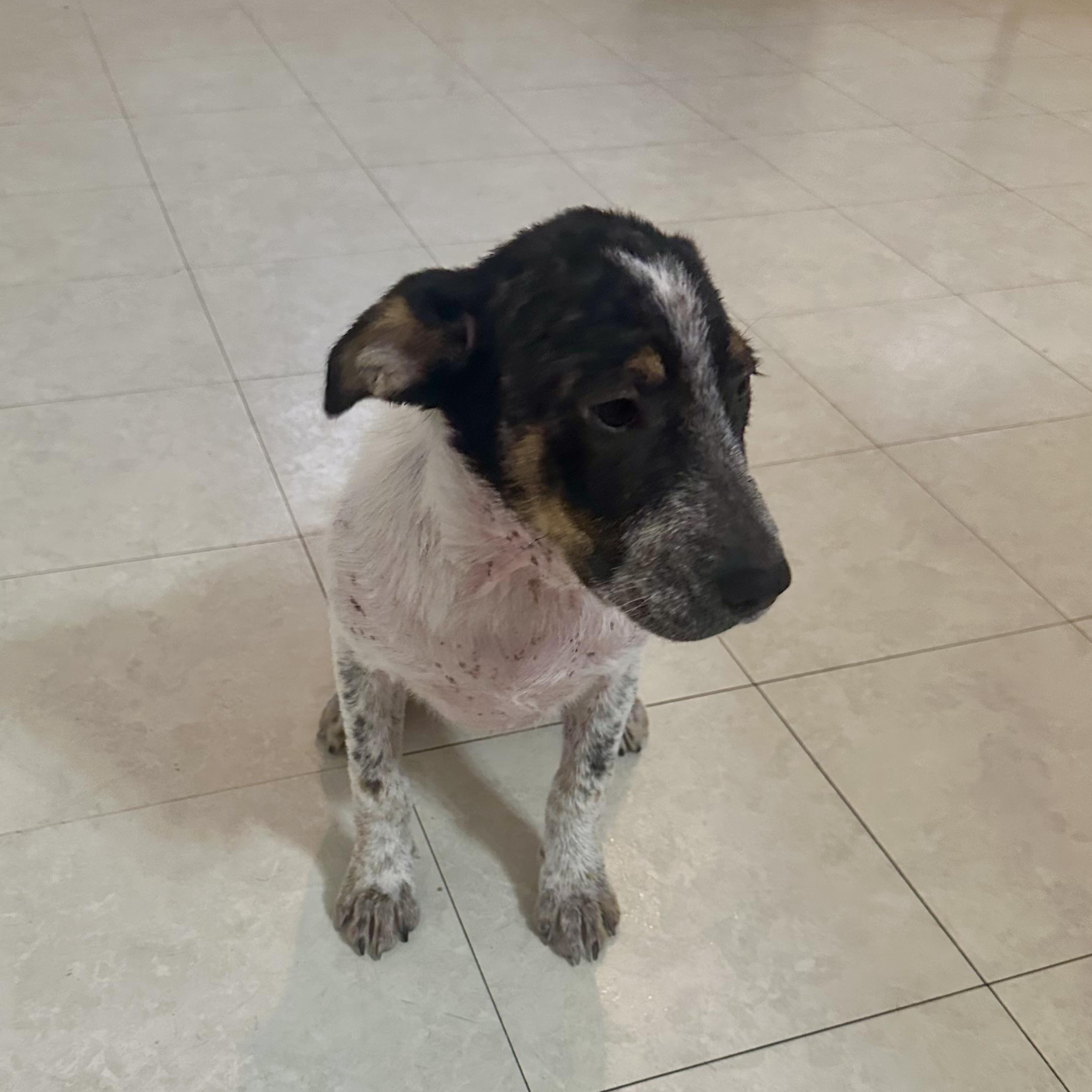 Dog for adoption - Oreo, a Bluetick Coonhound & Terrier Mix in Staten ...