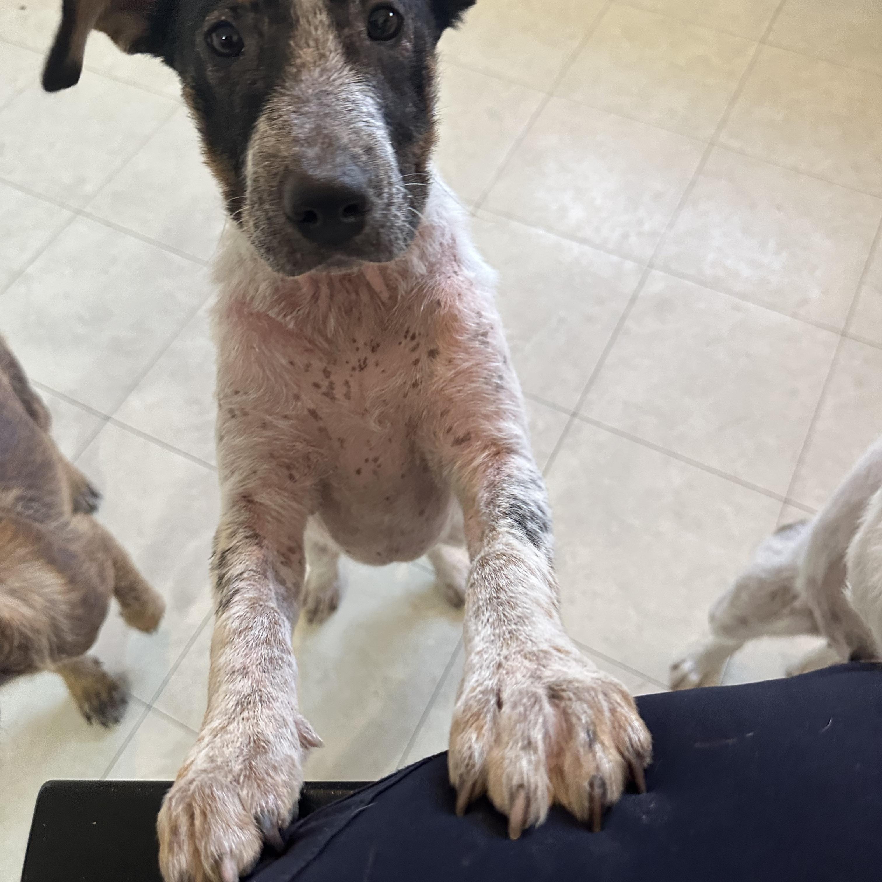 Dog for adoption - Oreo, a Bluetick Coonhound & Terrier Mix in Staten ...