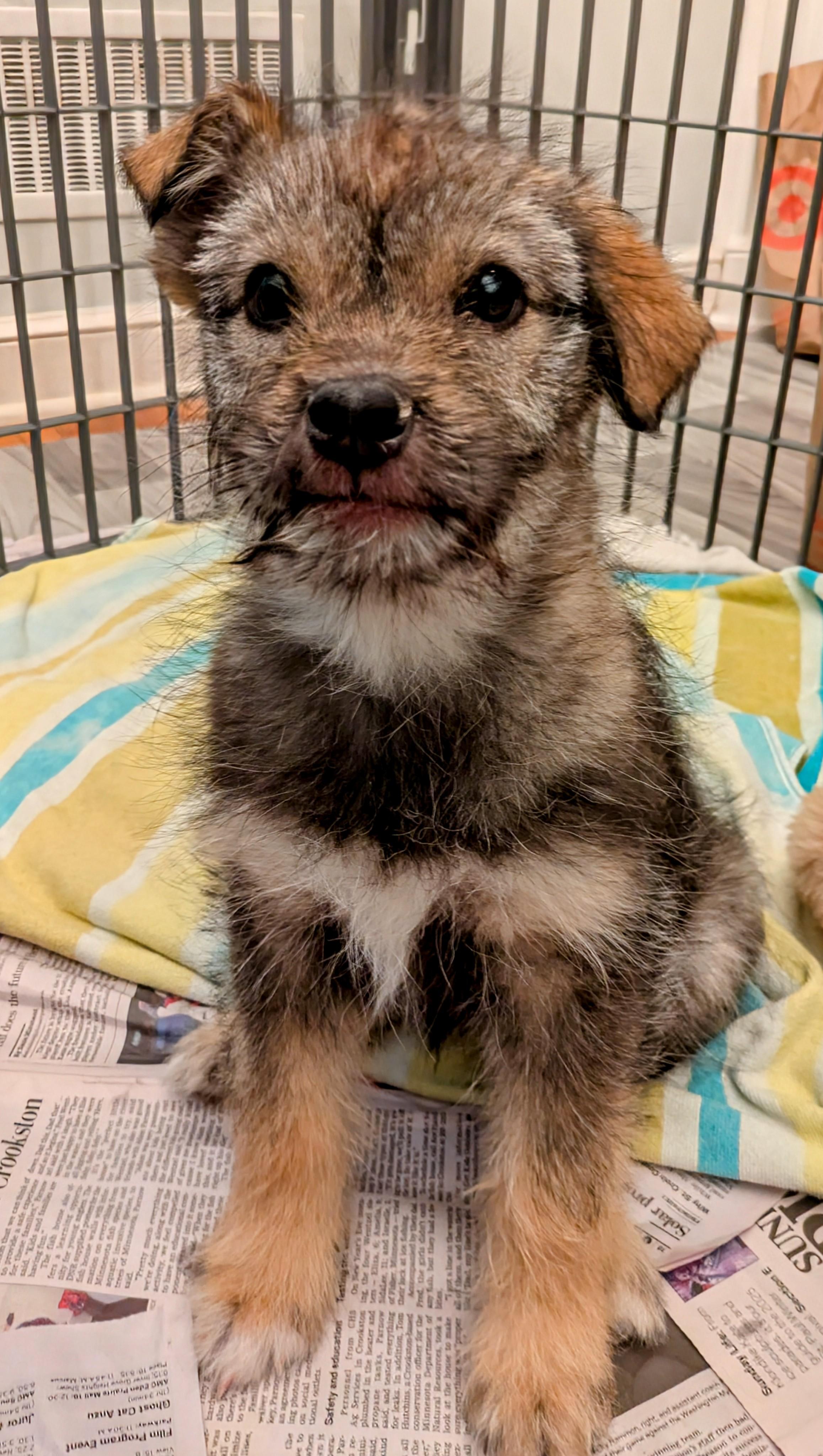 Dog for adoption - Tandy, a Shepherd & Terrier Mix in Minneapolis, MN ...