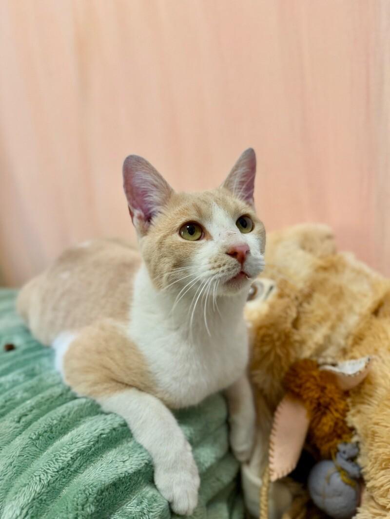 Cat for adoption - Azra, a Domestic Short Hair Mix in Delta, BC | Petfinder