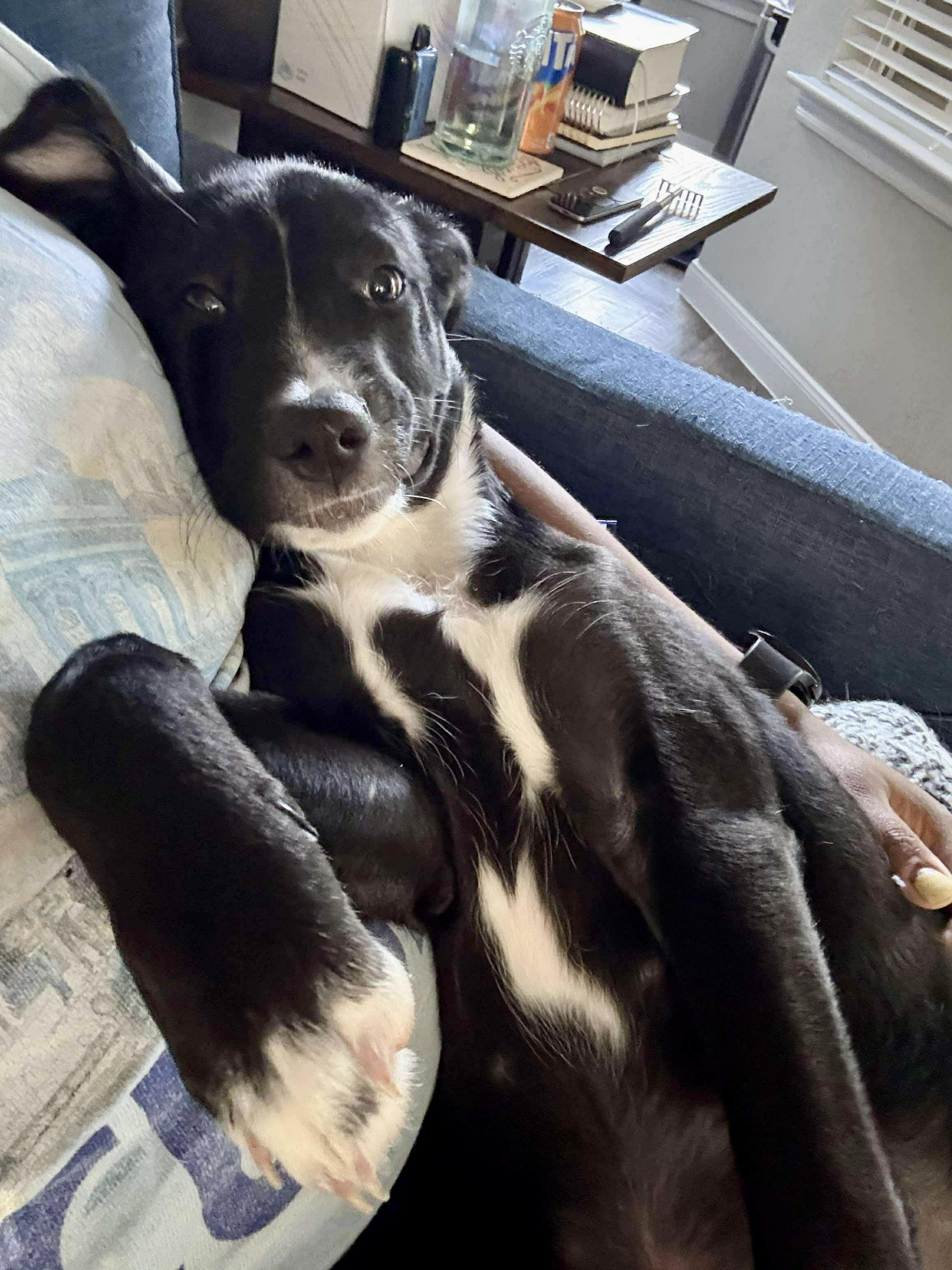 Dog for adoption - Bear, a Border Collie Mix in Tumwater , WA | Petfinder