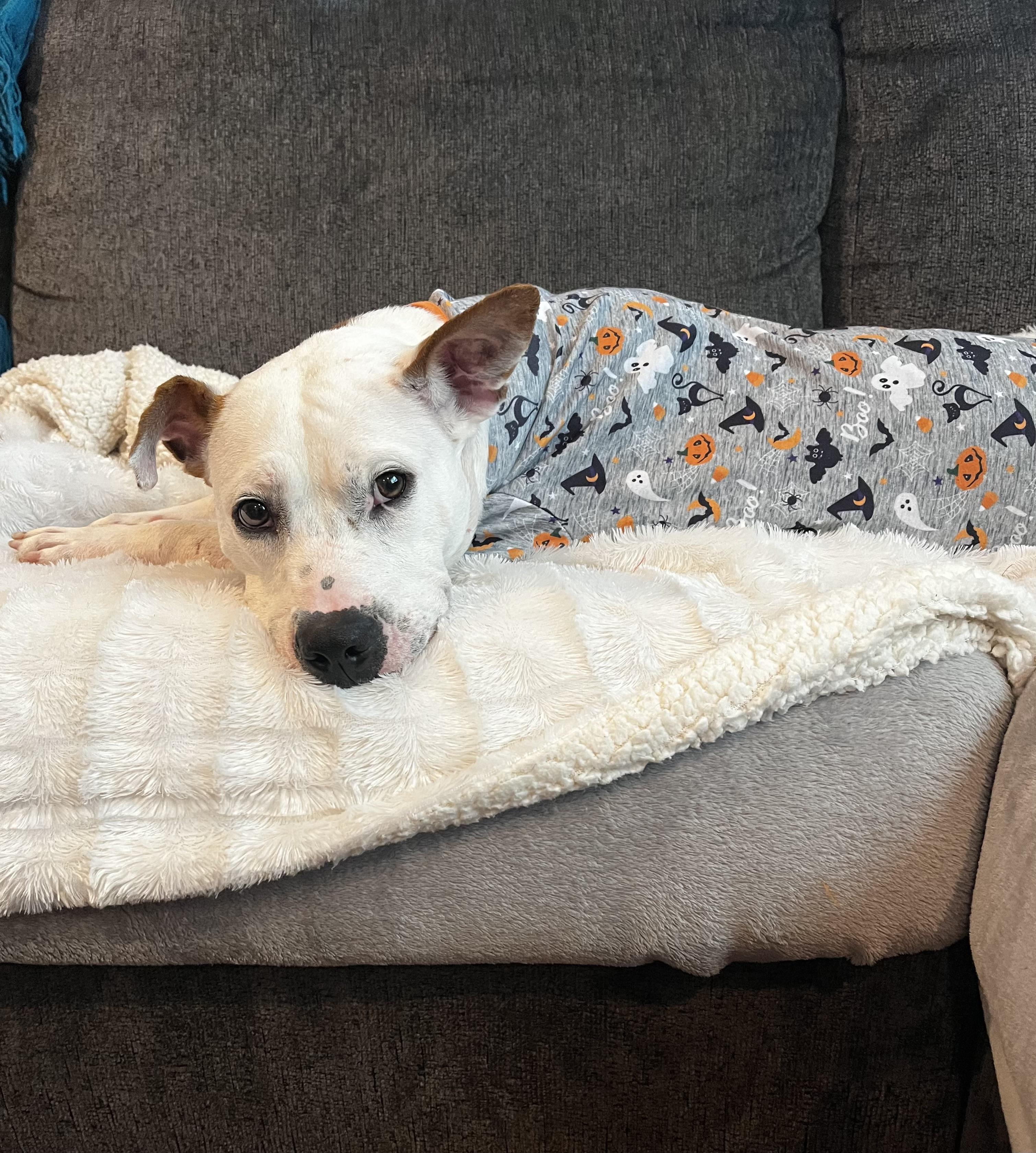 Dog for adoption - “Why Isn’t Anyone Picking Me?” — Love, Autumn, a ...