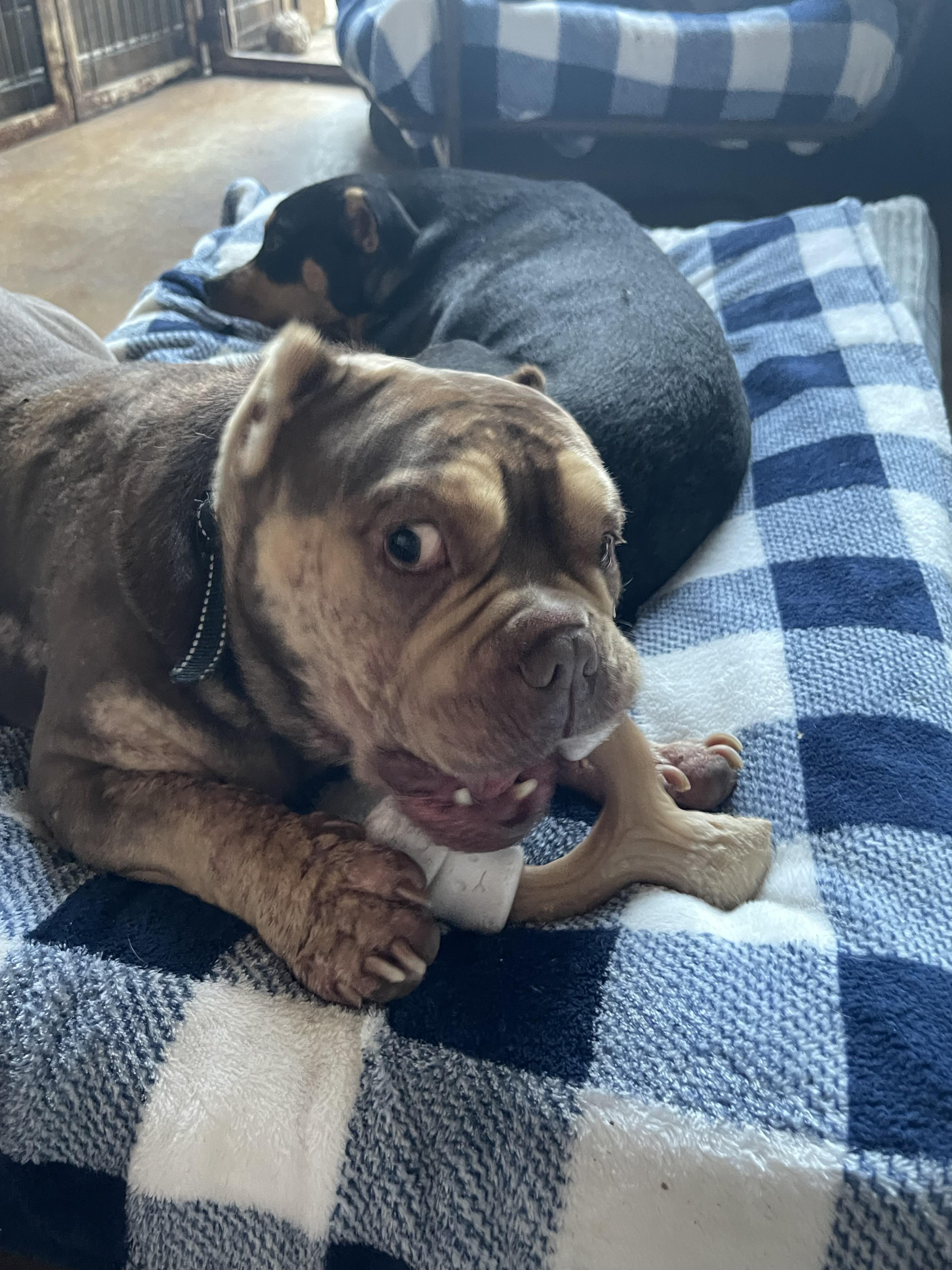 Dog for adoption - Bernie, a Bulldog Mix in Ankeny, IA | Petfinder