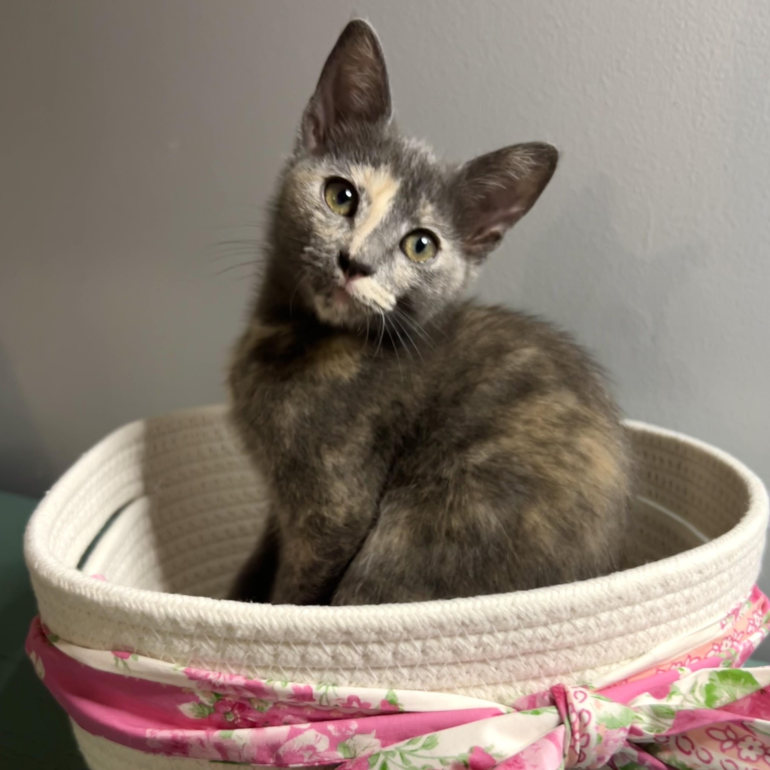 Cat for adoption - Patches (purring machine), a Dilute Tortoiseshell & Dilute Calico Mix in ...