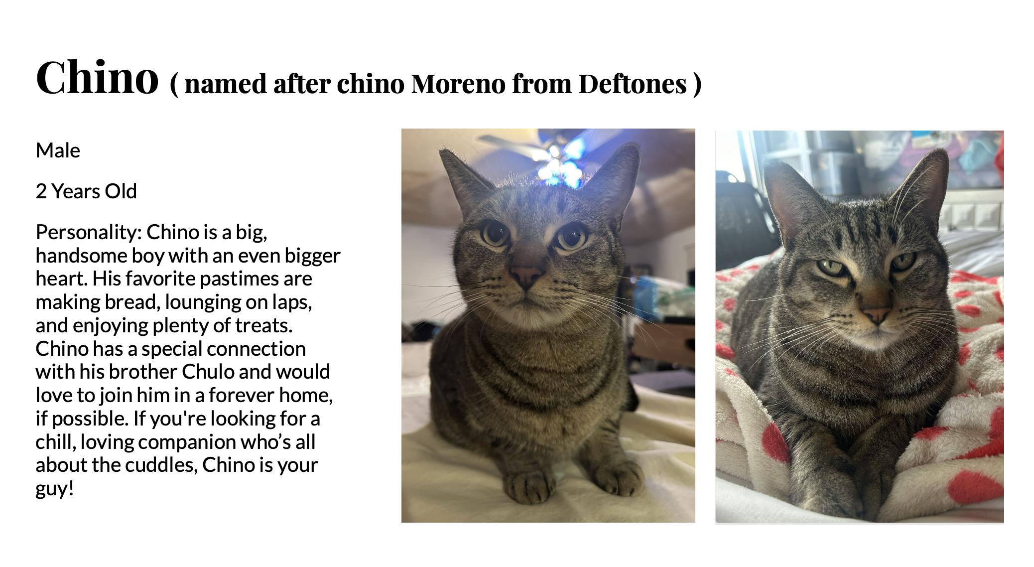 Cat for adoption - X Courtesy Listing : Hermoso, Chulo, Chino, and ...