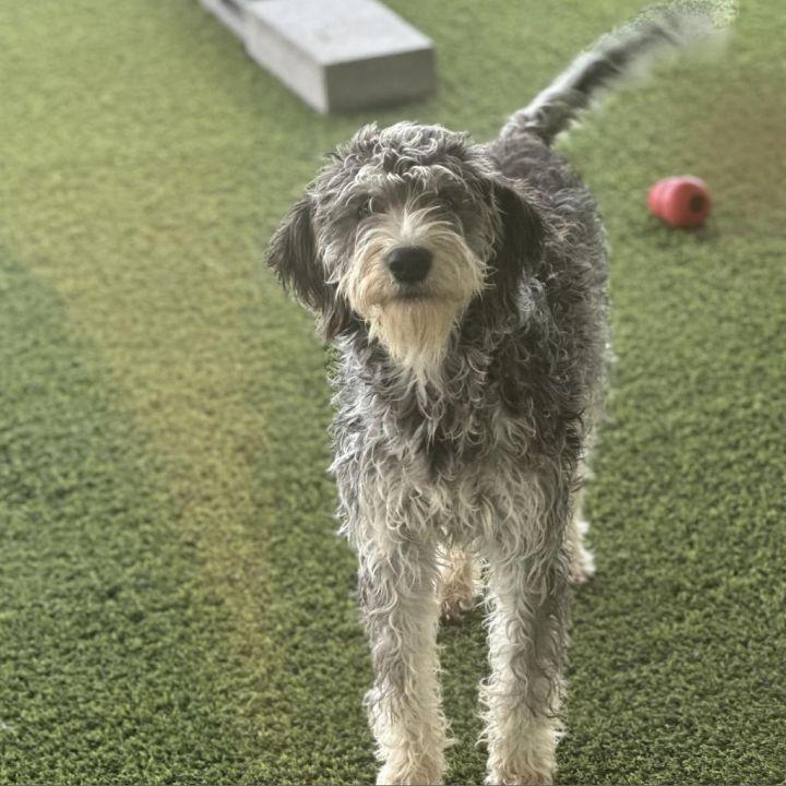 Dog for adoption - Alice, a Standard Poodle & McNab Mix in Danbury, CT ...
