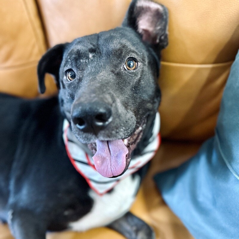 Dog for adoption - Baker Lover Boy, a Labrador Retriever & Pit Bull ...