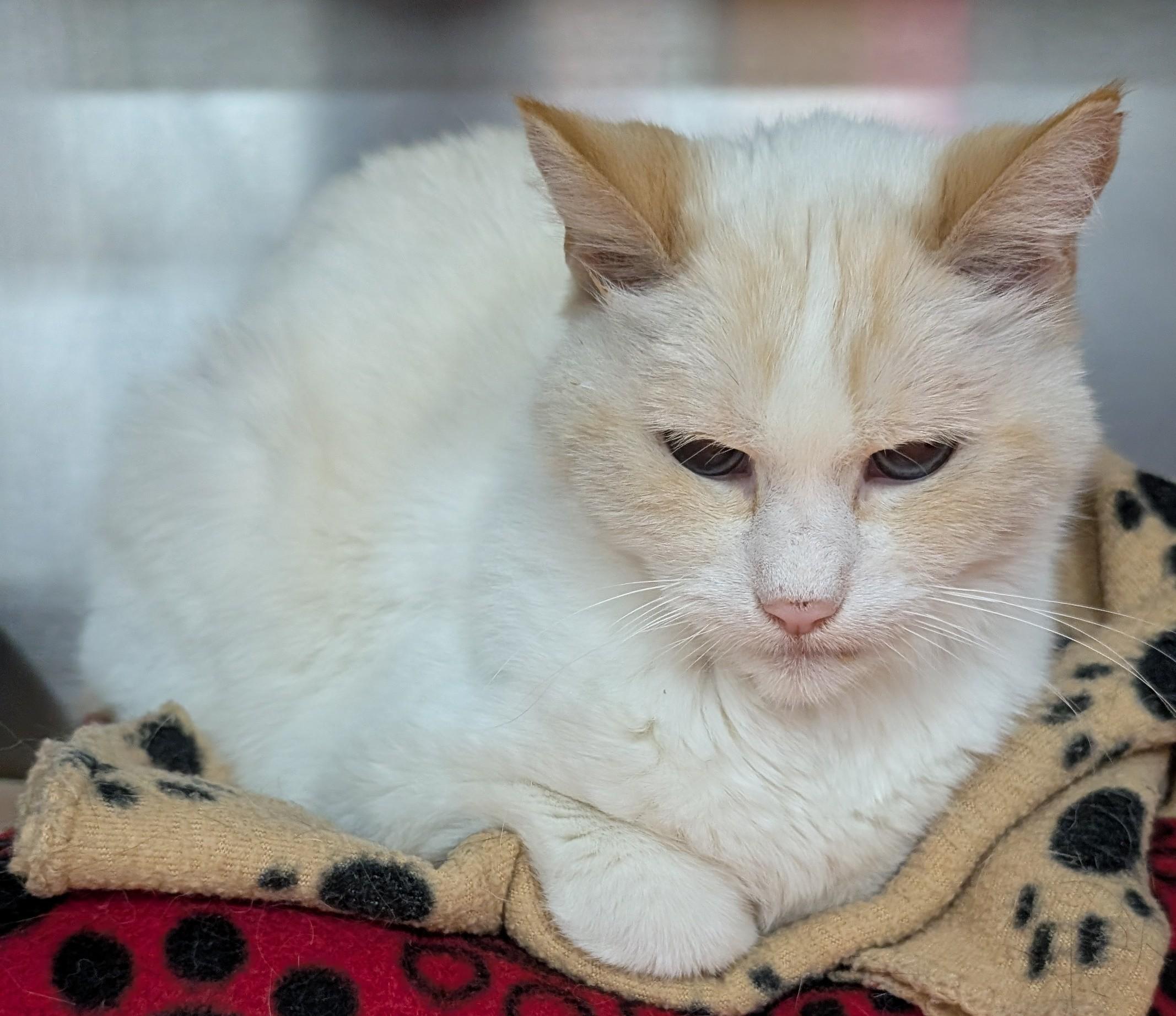 Cat for adoption - Hannah, a Domestic Short Hair in New Ulm, MN | Petfinder