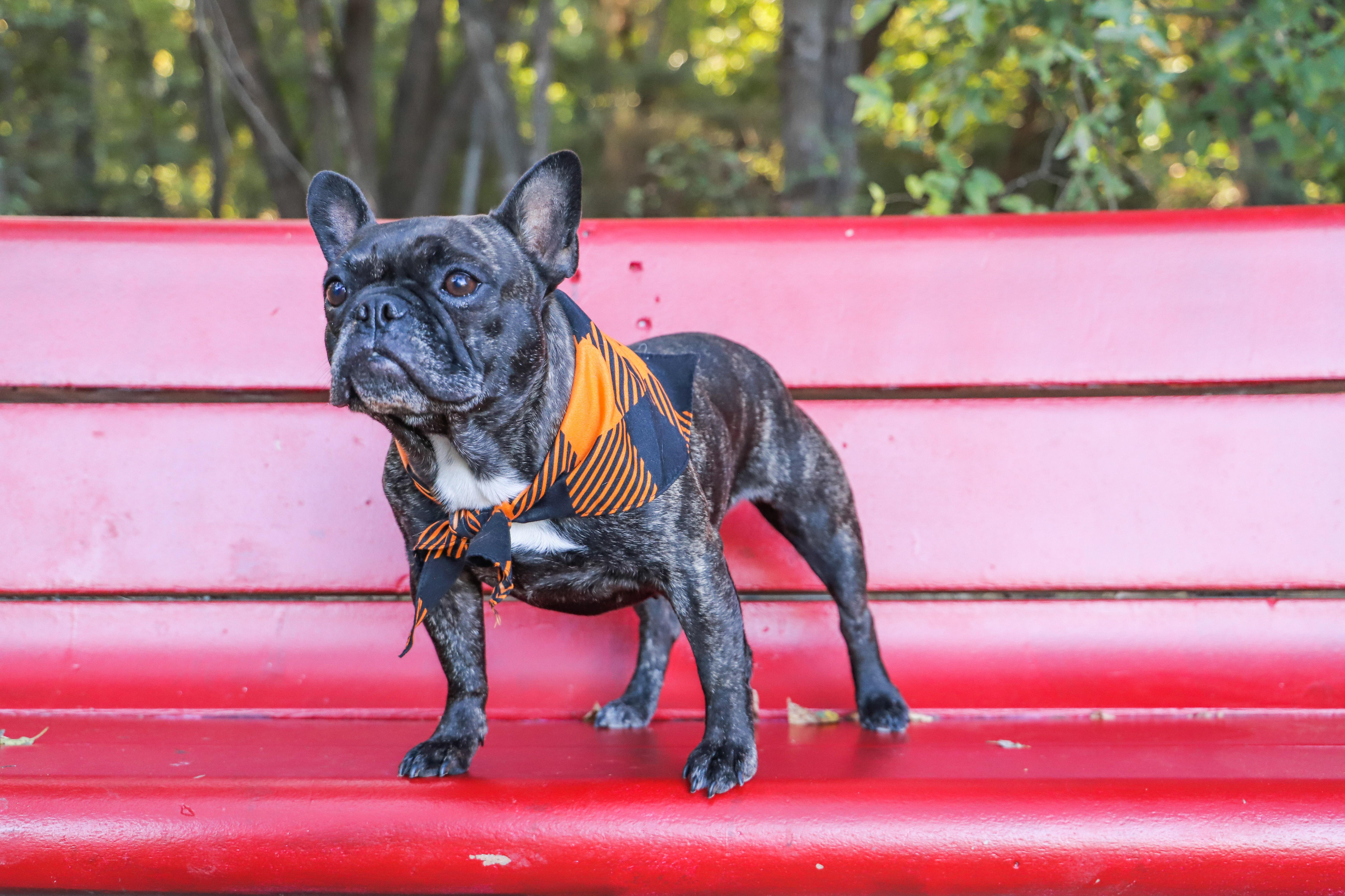 GIDGET - Adoptable Pet | Petfinder | Petfinder