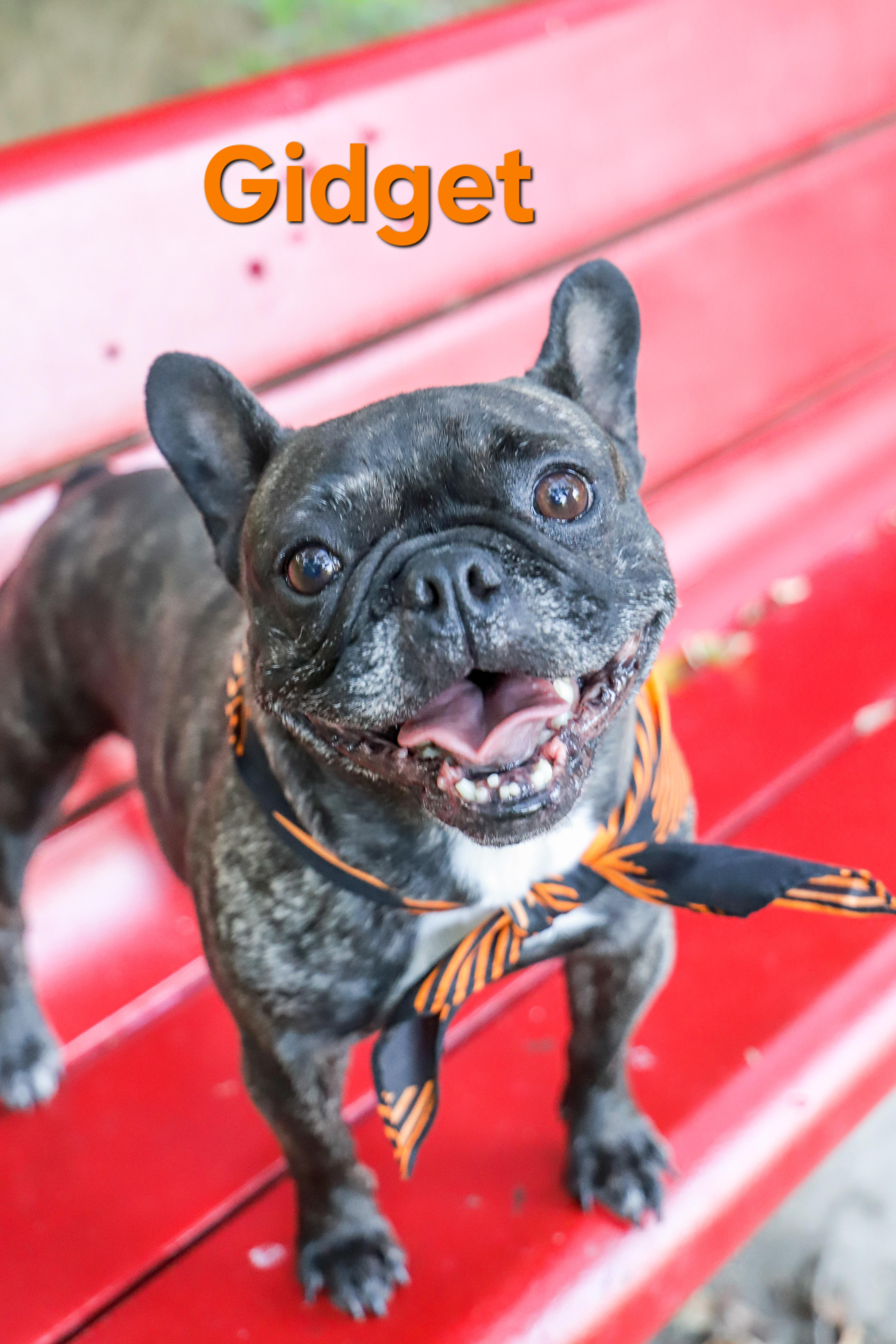 GIDGET - Adoptable Pet | Petfinder | Petfinder