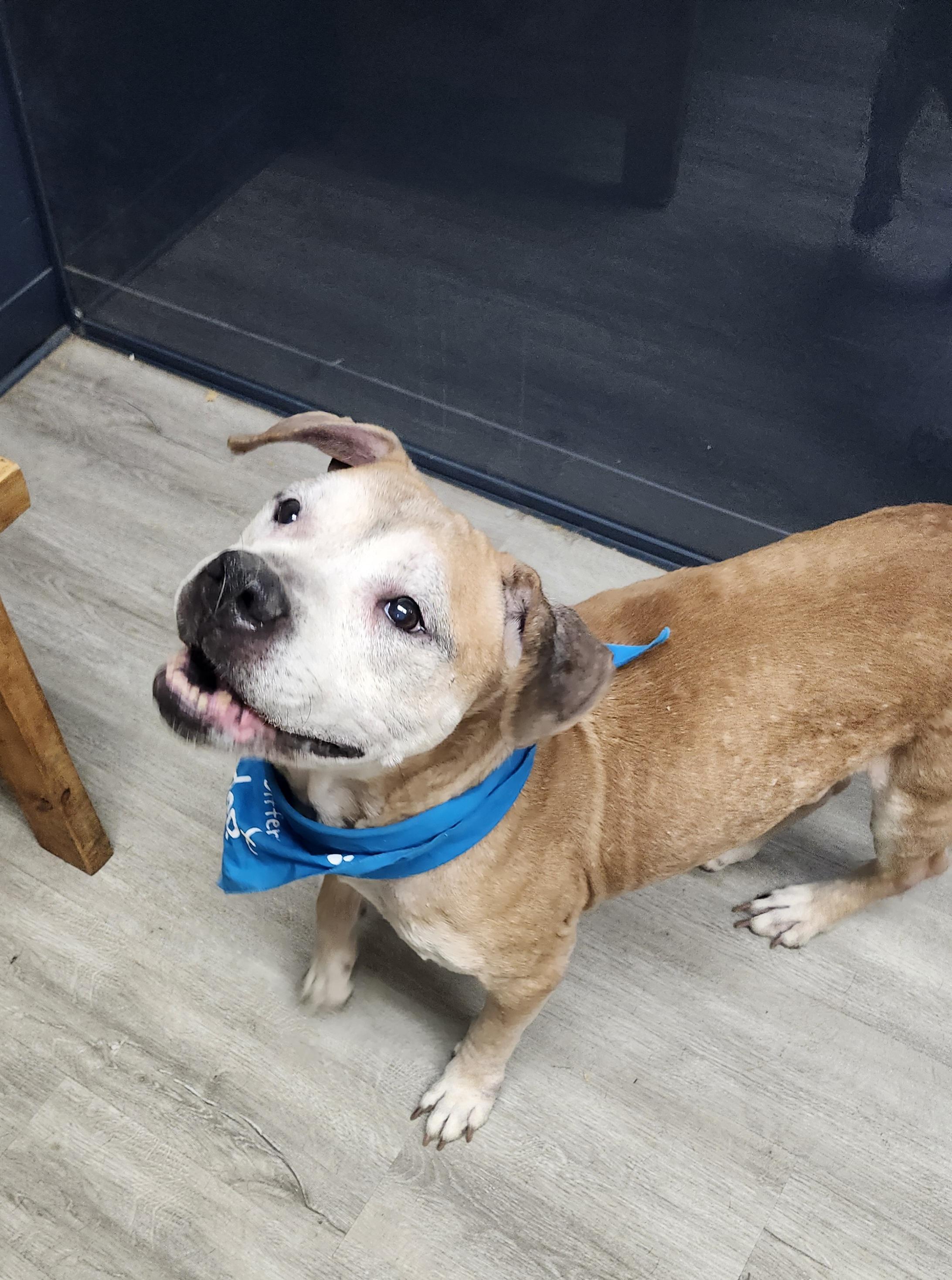 Dog for adoption - Eggbert, a Pit Bull Terrier & Hound Mix in Mansfield ...