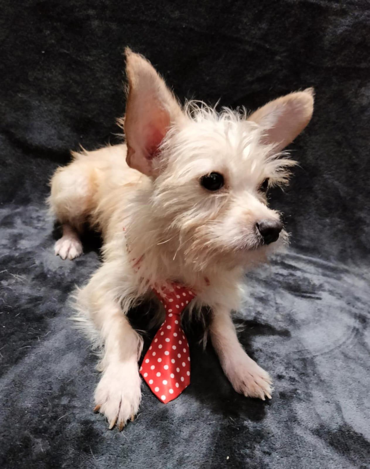Dog for adoption - Koddy, a Yorkshire Terrier & Chihuahua Mix in ...