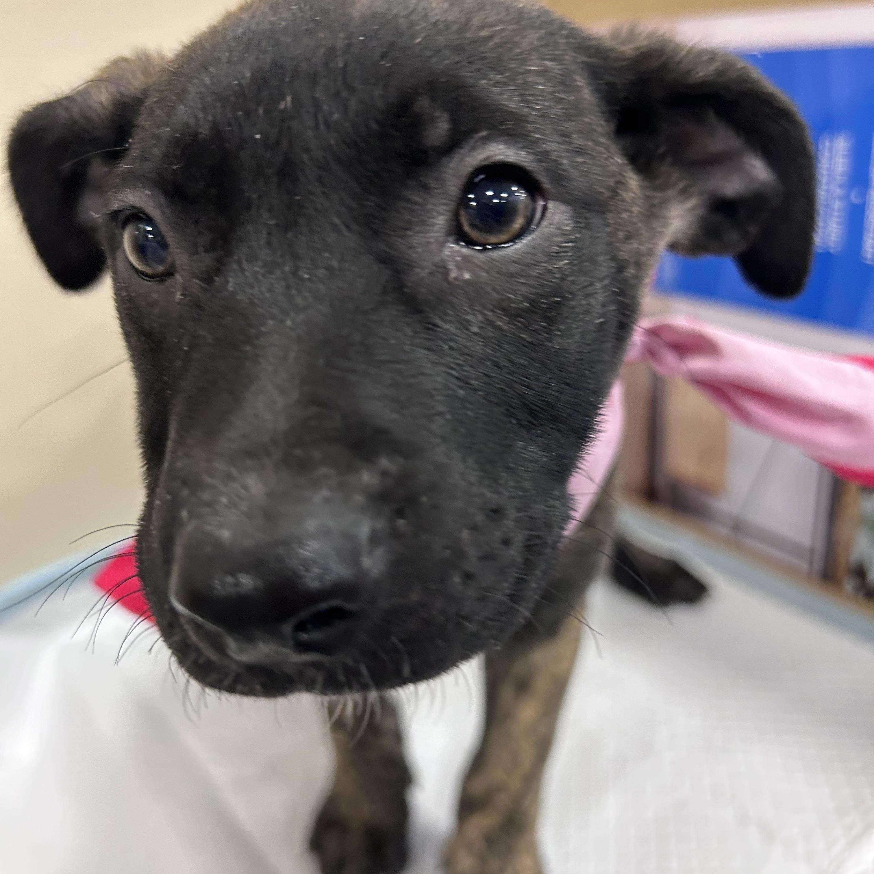 Dog for adoption - Gertrude, a Mixed Breed in Puyallup, WA | Petfinder