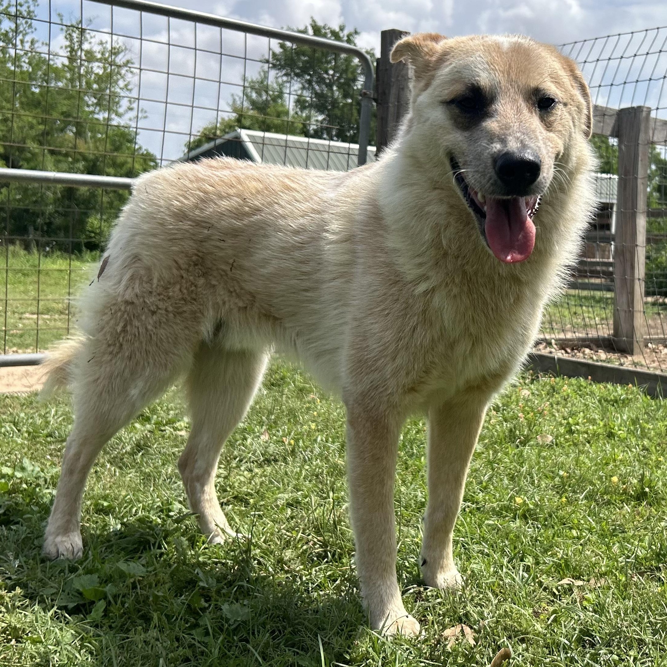 Dog for adoption - Renzo, a Golden Retriever & Shepherd Mix in Durham ...