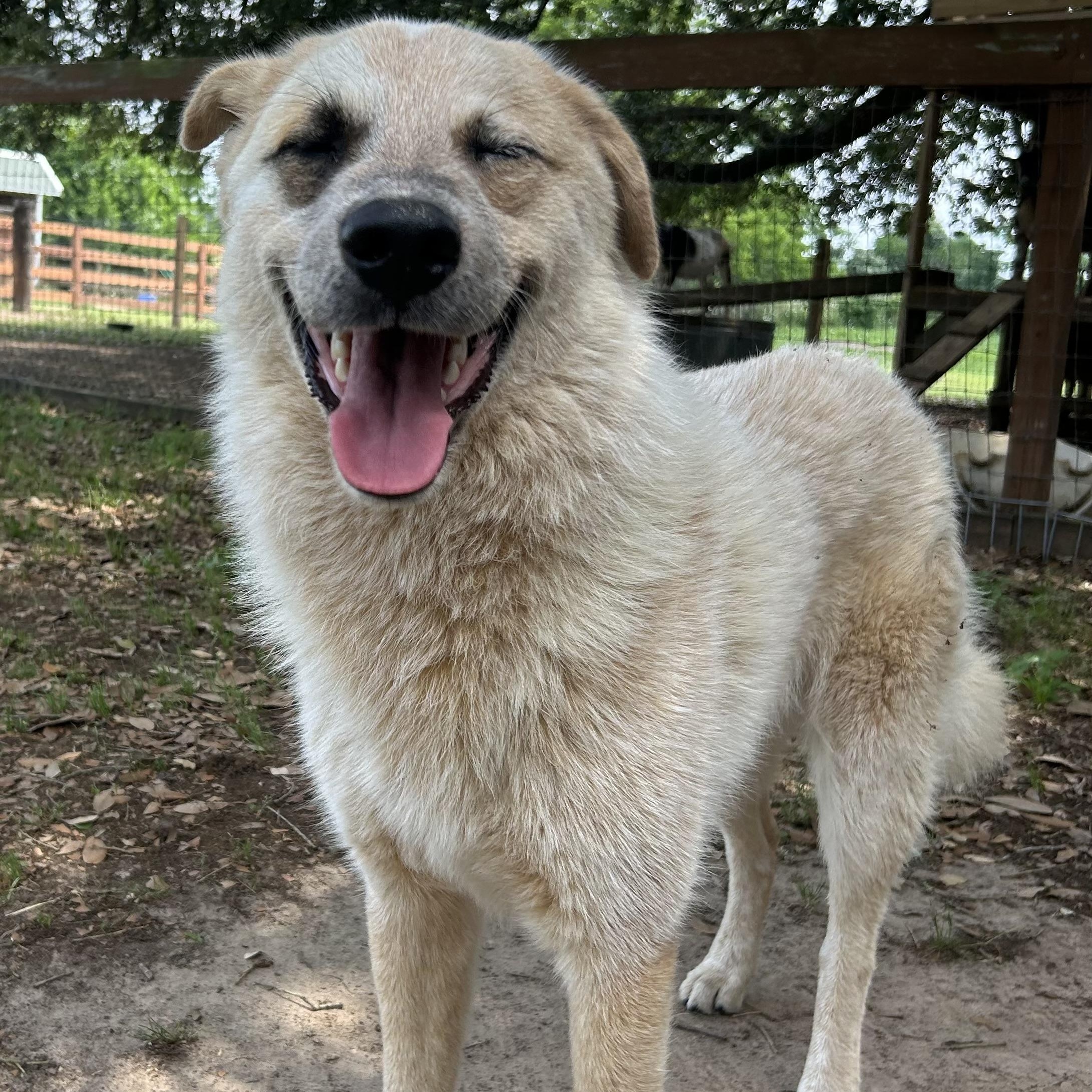 Dog for adoption - Renzo, a Golden Retriever & Shepherd Mix in Durham ...