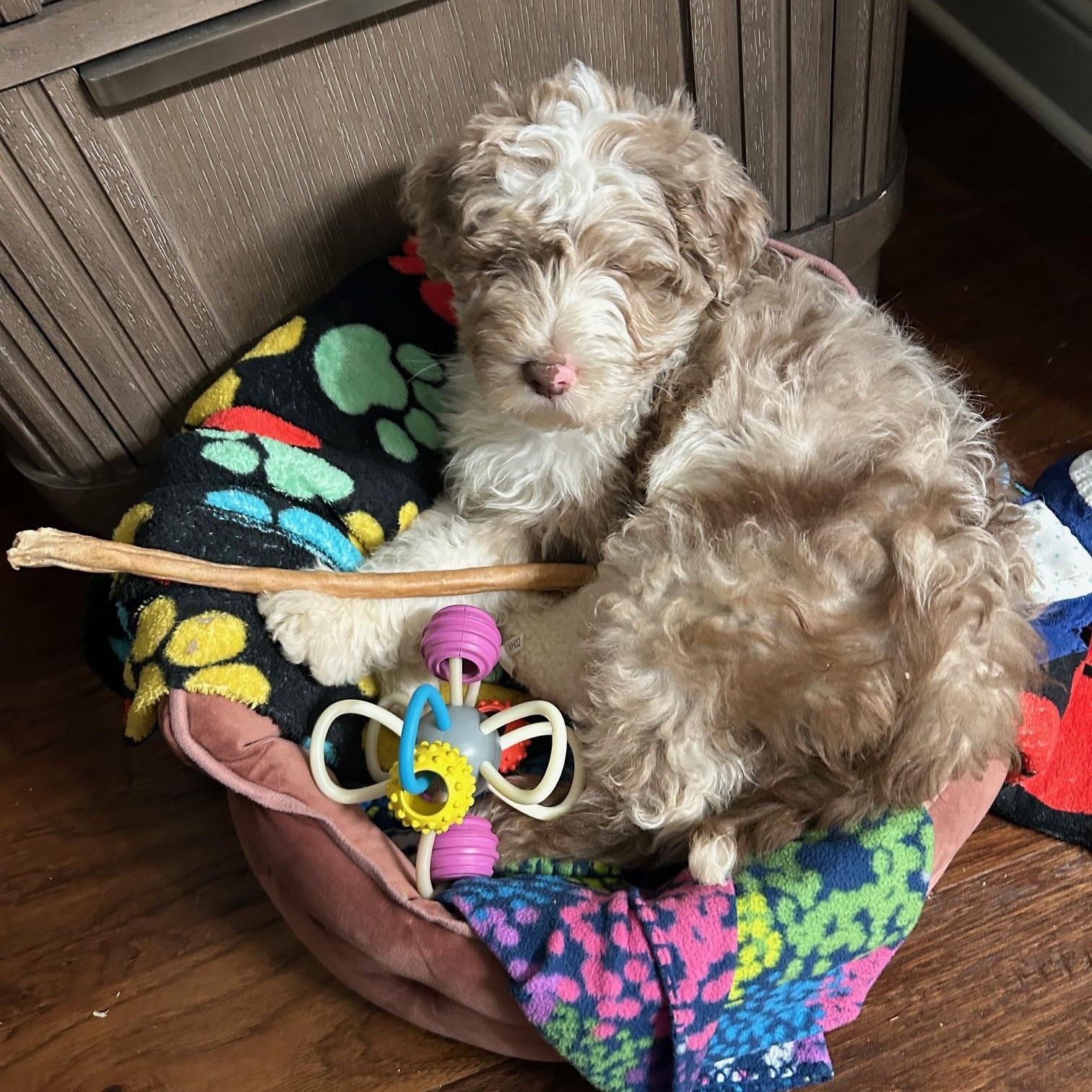 Dog for adoption - Finley (TX) adoption pending!, a Bernadoodle ...