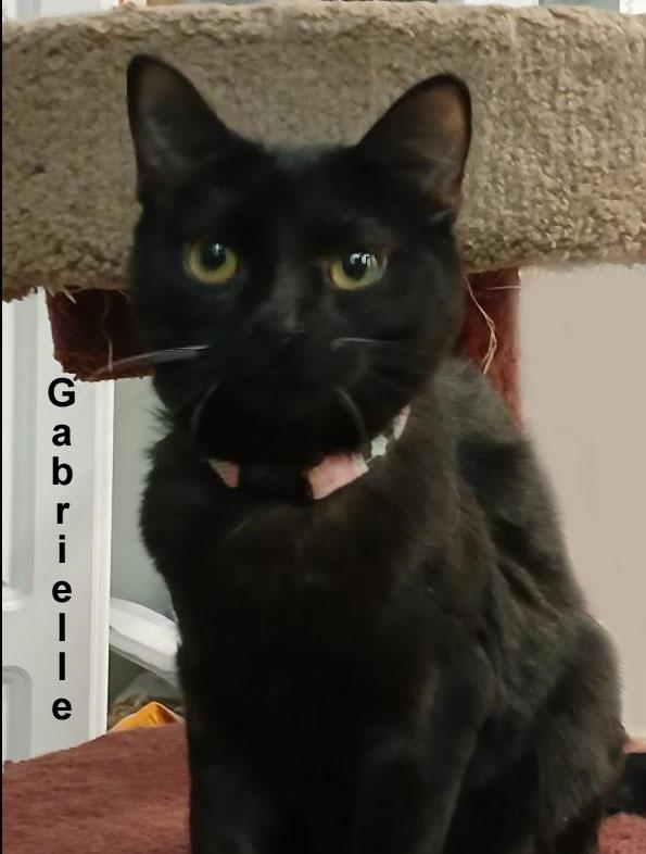 Cat for adoption - Gabrielle Fuh. (sweetie pie female kitten and BFF of ...