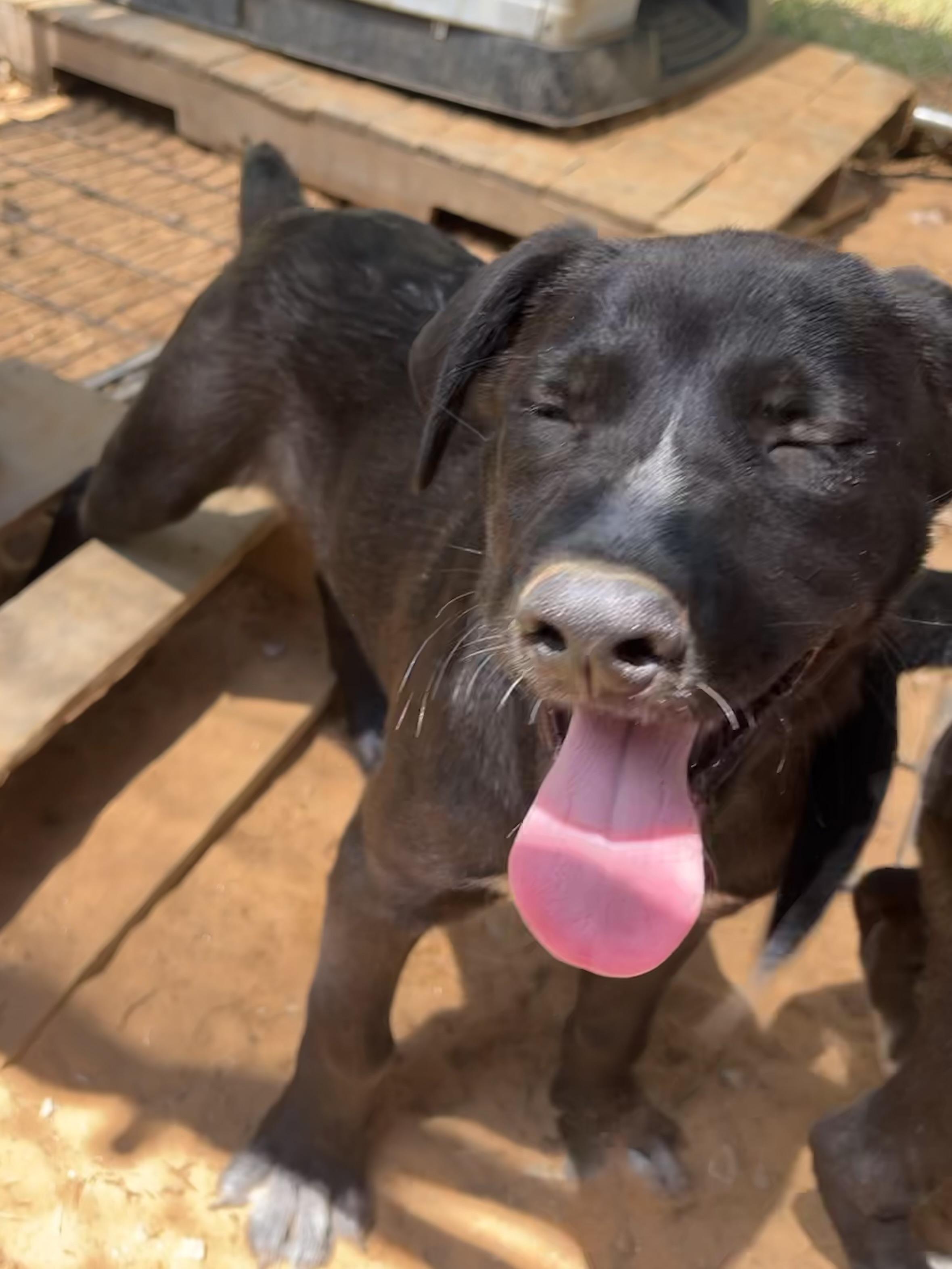 Dog for adoption - Maverick, a Border Collie Mix in Bedminster, NJ ...