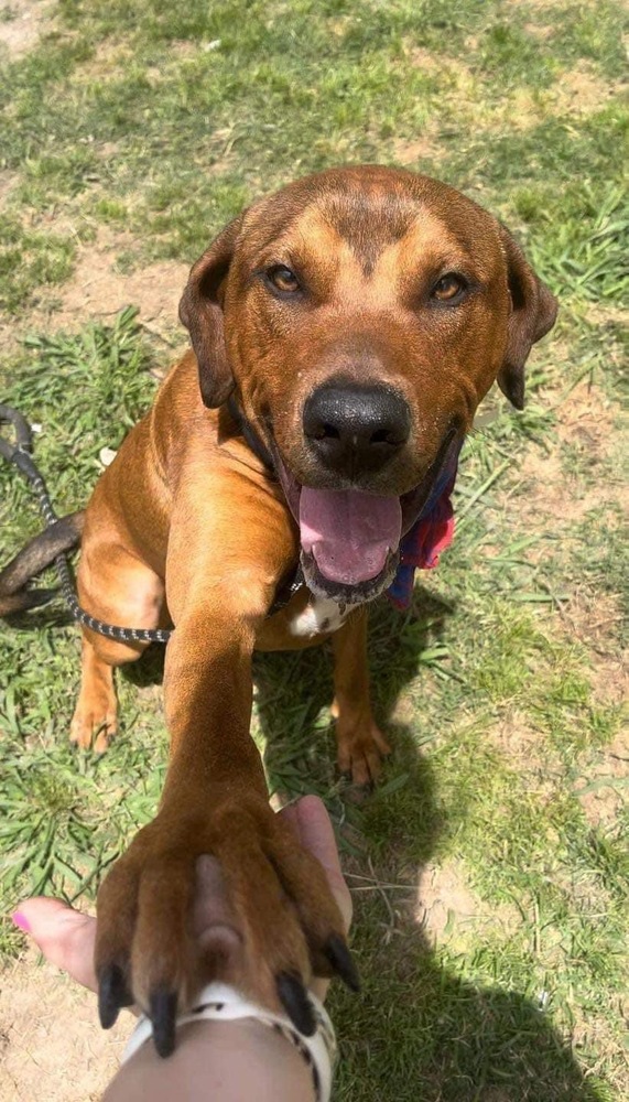 Dog for adoption - Axel, a Redbone Coonhound & Labrador Retriever Mix ...