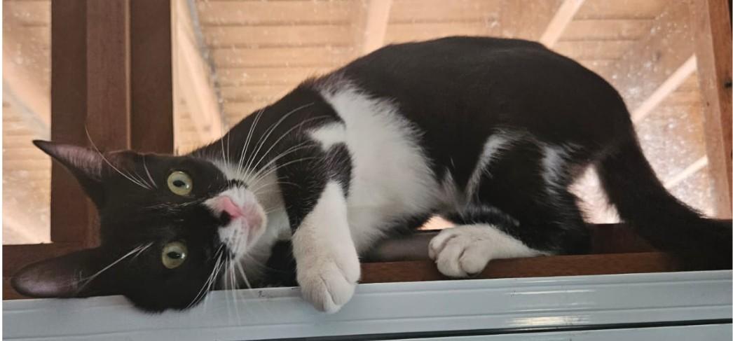 Zephyra - Adoptable Pet | Petfinder | Petfinder