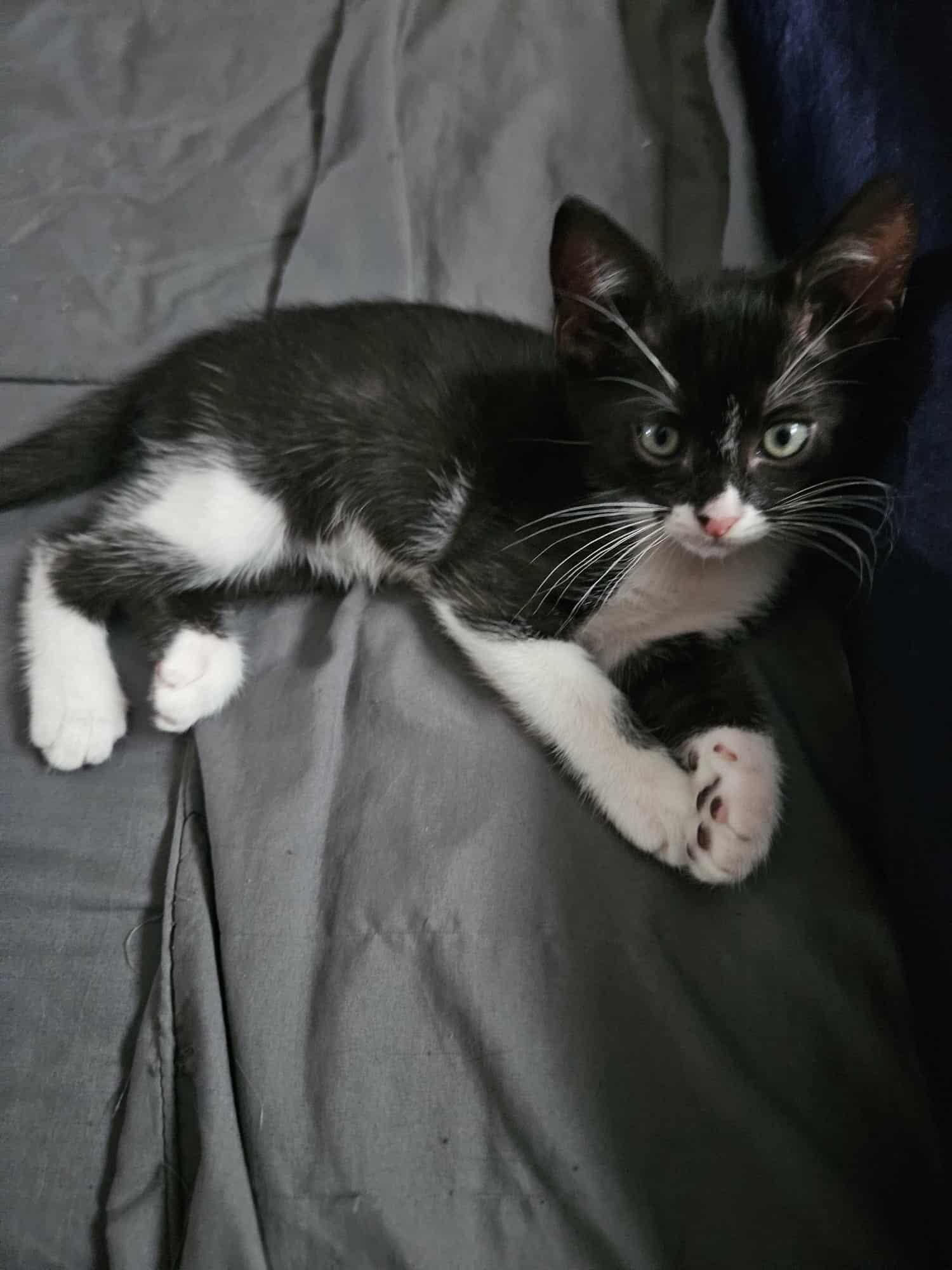 Zephyra - Adoptable Pet | Petfinder | Petfinder