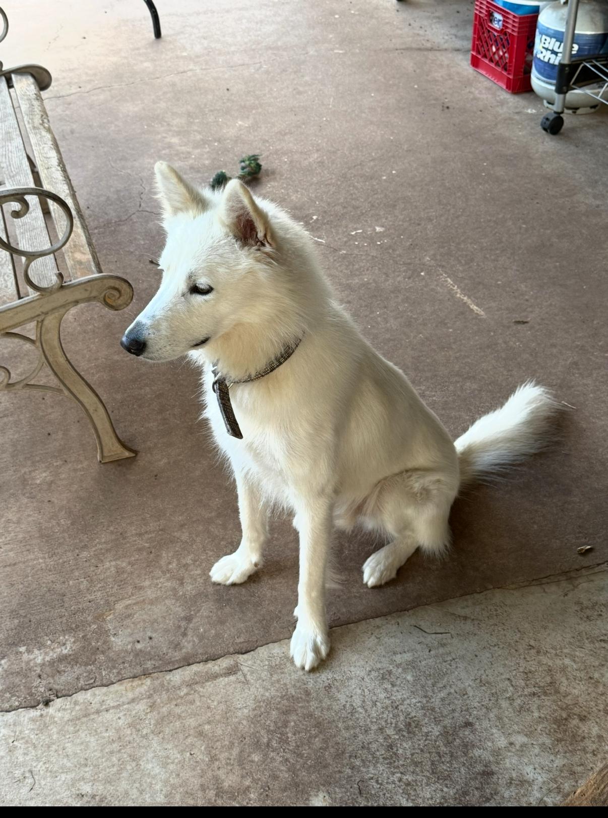 Dog for adoption - Waylon, a Siberian Husky & Shepherd Mix in Kissimmee, FL | Petfinder