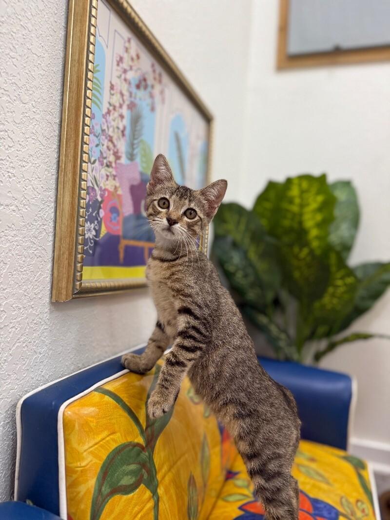 Cat for adoption - Camie G., a Domestic Short Hair Mix in Brattleboro ...