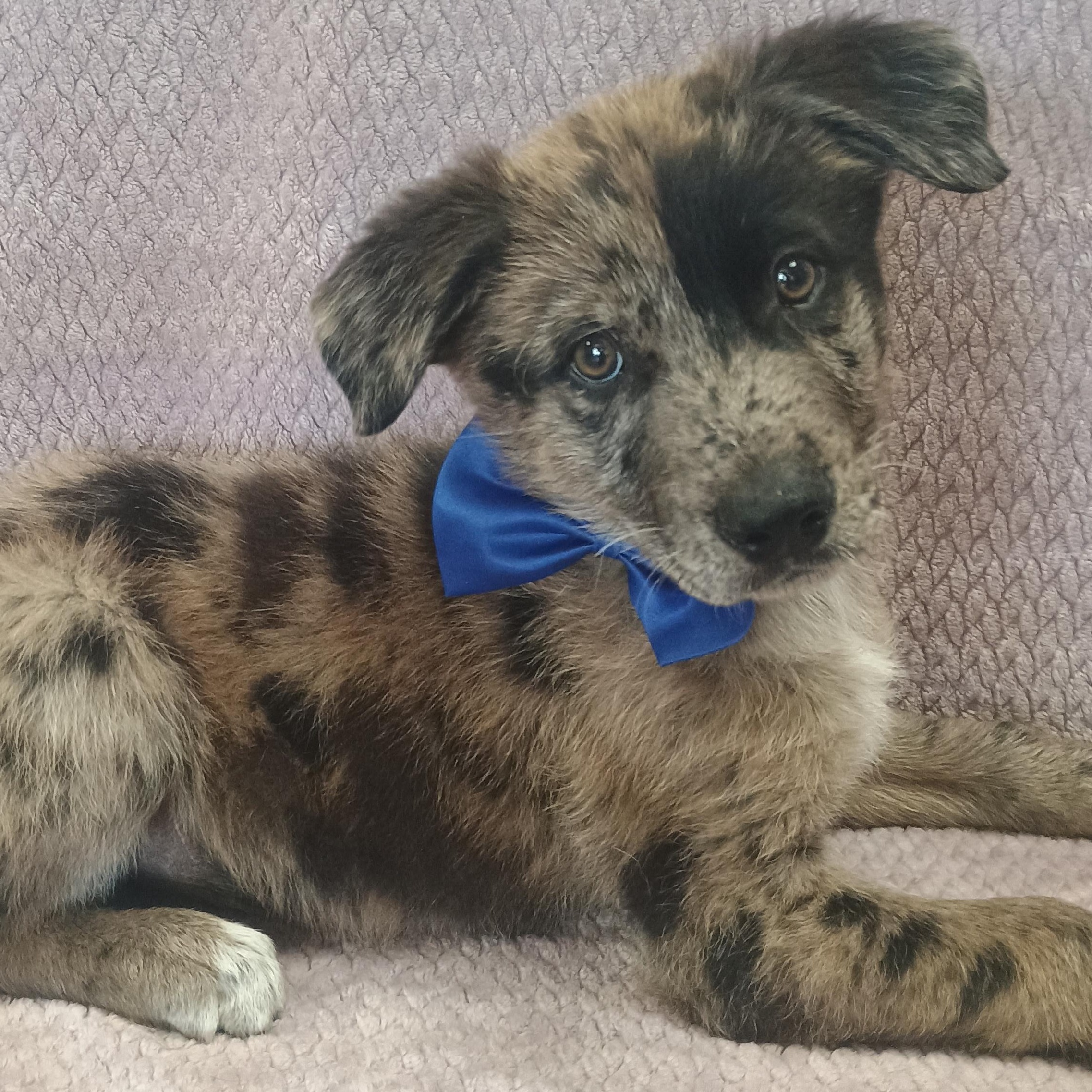 Dog for adoption - Waylon, an Australian Shepherd & Border Collie Mix in Lodi, CA | Petfinder