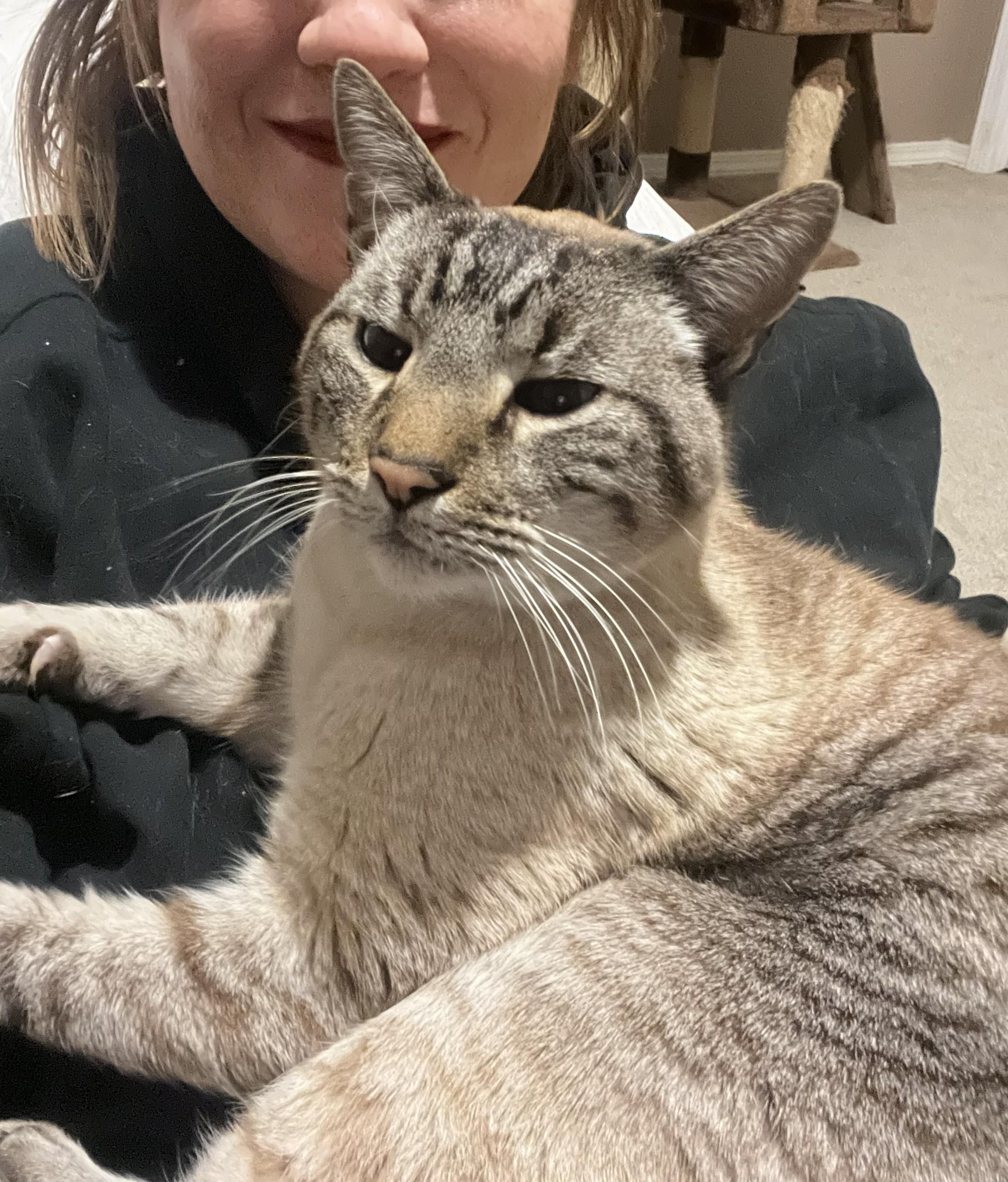 Cat for adoption - Aslan, a Domestic Short Hair & Siamese Mix in ...