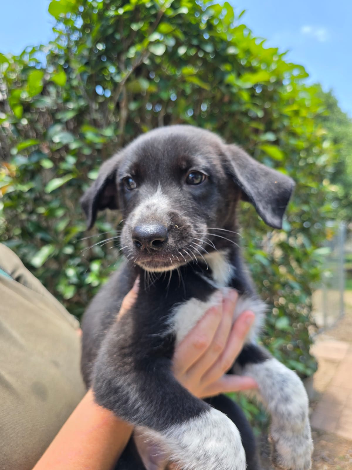 Dog for adoption - Pumbaa, a Shepherd & Husky Mix in Marble Falls, TX ...