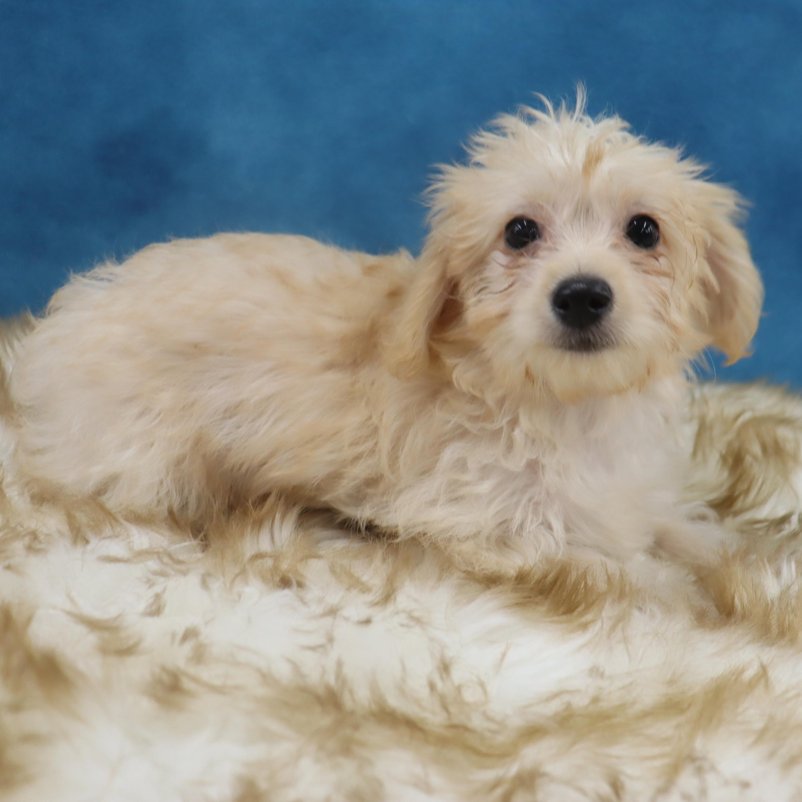 Dog for adoption - Collette - Perfect Companion for Her New Family, a ...