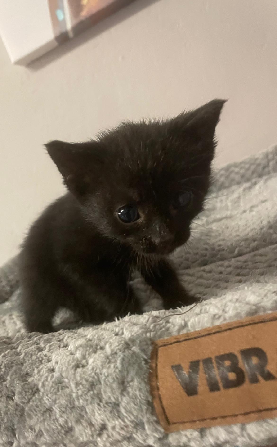 Cat for adoption - Lamont, a Domestic Short Hair in Grove, OK | Petfinder