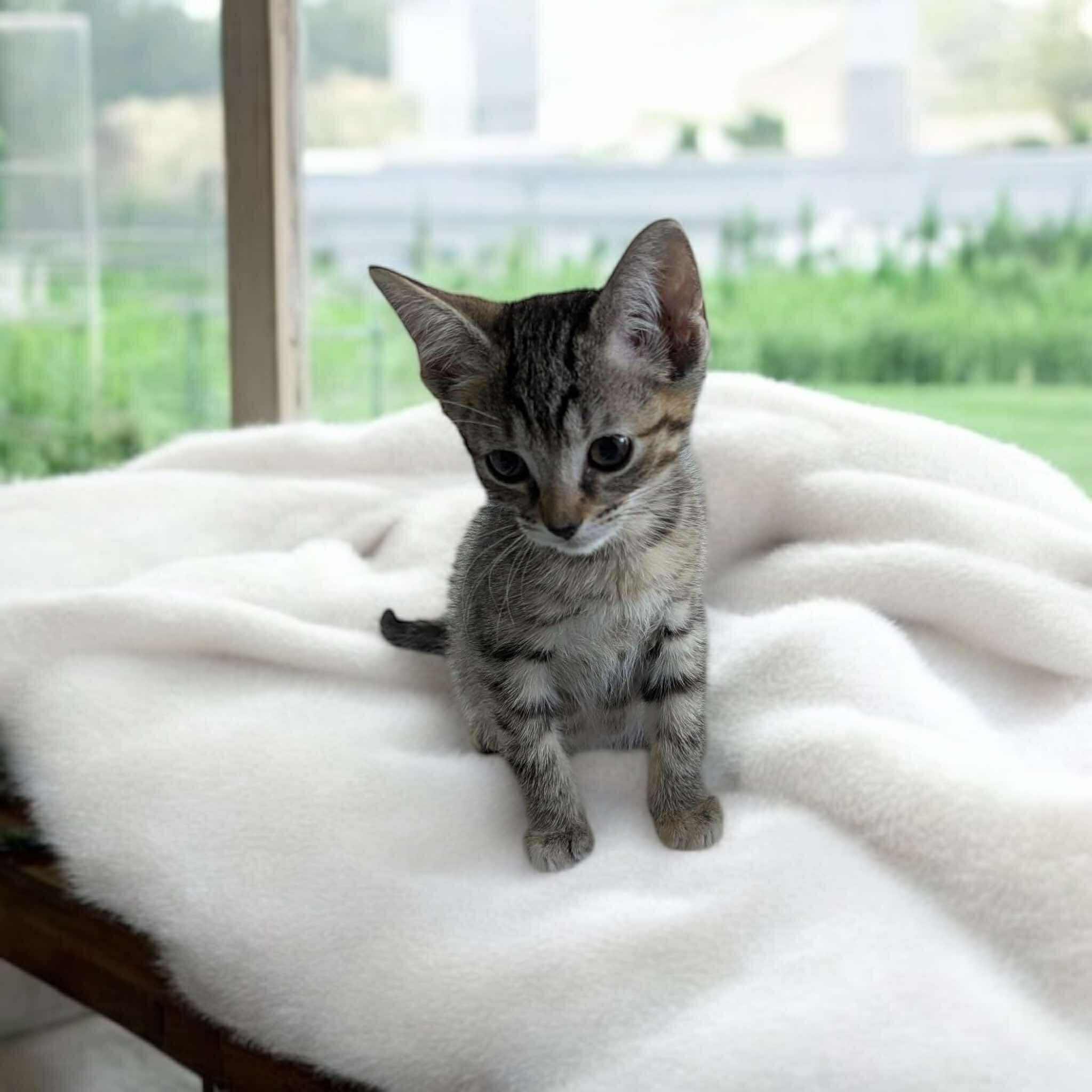 Cat for adoption - Melon, a Domestic Short Hair Mix in Kansas City, MO ...