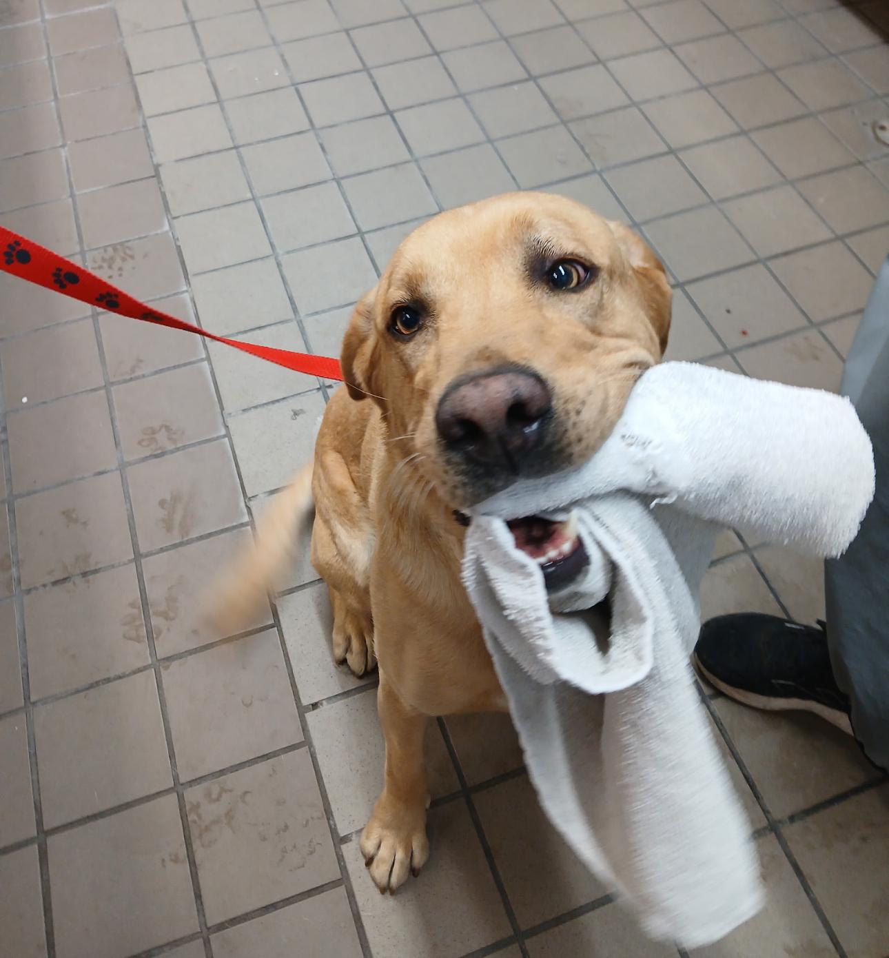 Dog for adoption - Jack, a Yellow Labrador Retriever in Kutztown, PA ...