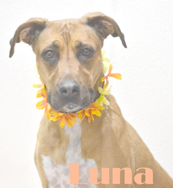 Dog for adoption - Luna, a Labrador Retriever Mix in Lake Havasu City ...