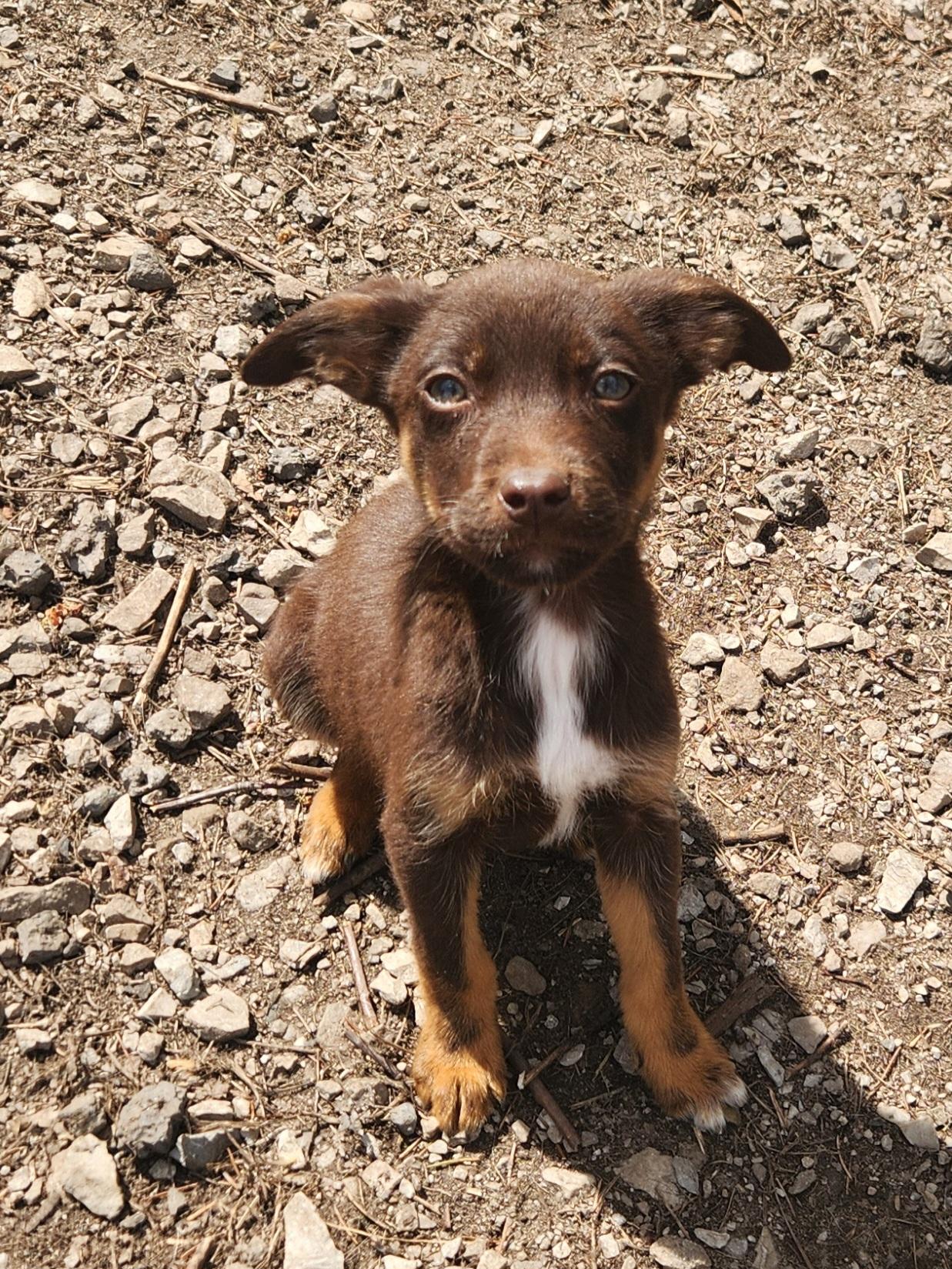 Dog for adoption - Princess, a Chihuahua & Goldendoodle Mix in Liberty ...