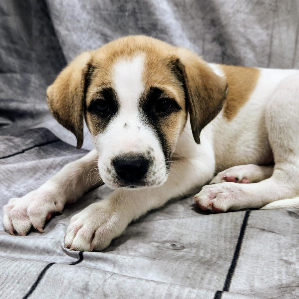 Dog for adoption - Millicent GC/JuM, an Anatolian Shepherd & Great ...