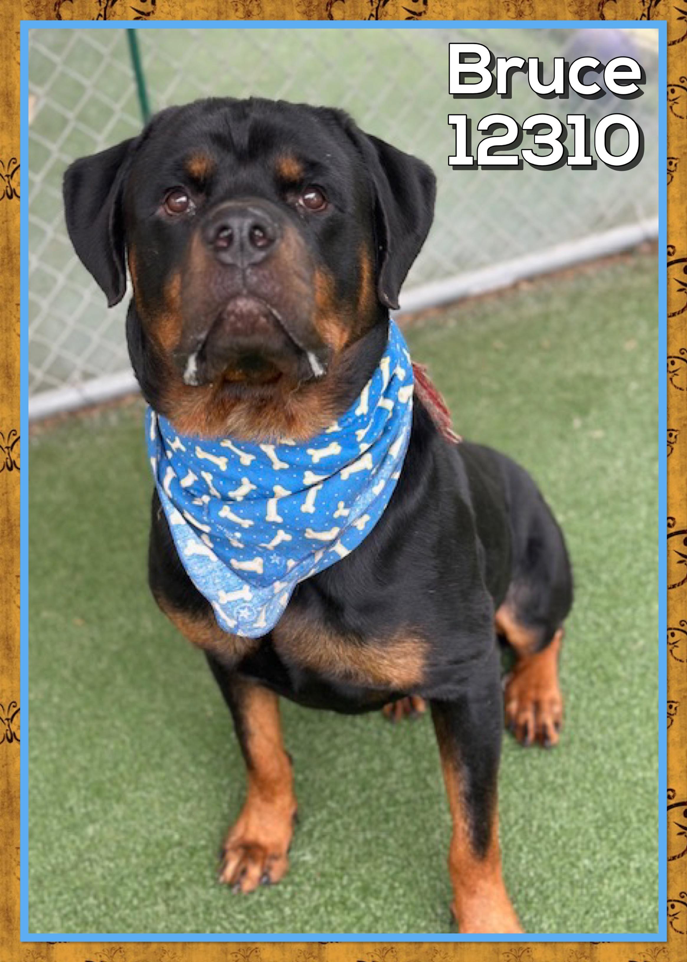 Dog for adoption - BRUCE, a Rottweiler in Marietta, GA | Petfinder