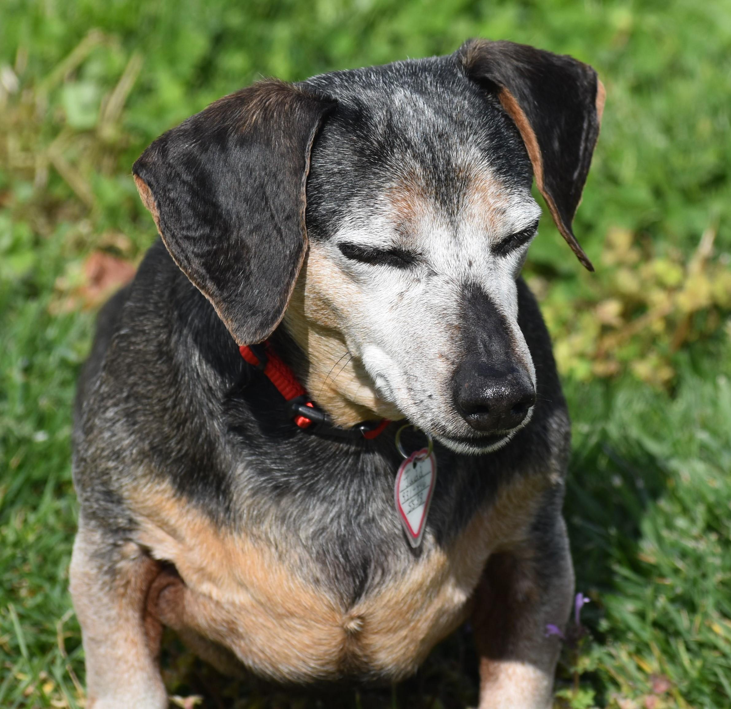 Dog for adoption - Judd in TN, a Dachshund in Shelbyville, TN | Petfinder