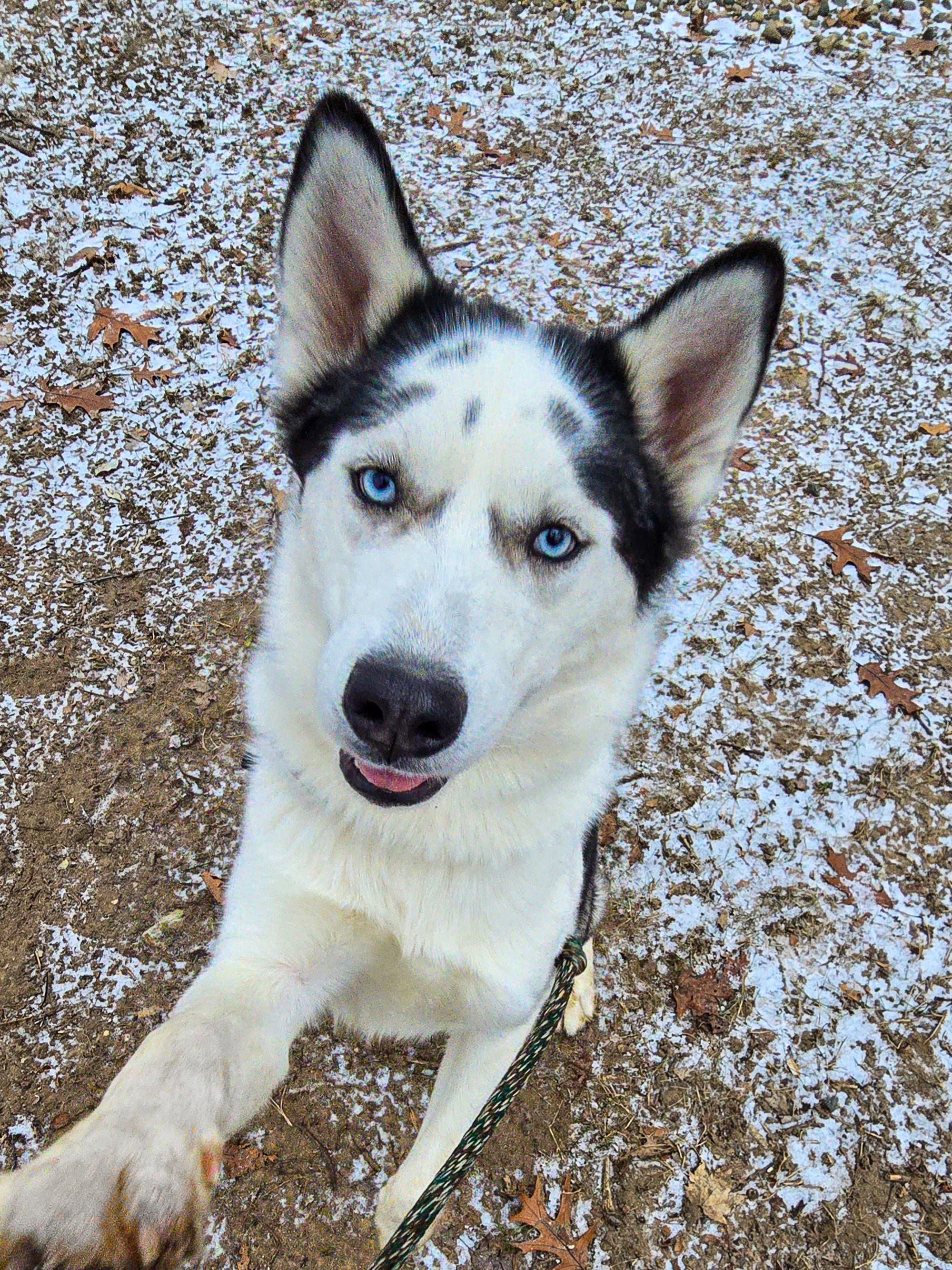 Adoptable Pets | Berrien County, MI