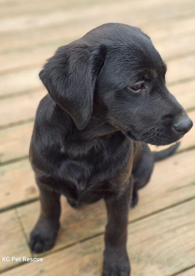 Dog for adoption - Tabitha, a Black Labrador Retriever & Great Pyrenees Mix in Manchester, CT ...